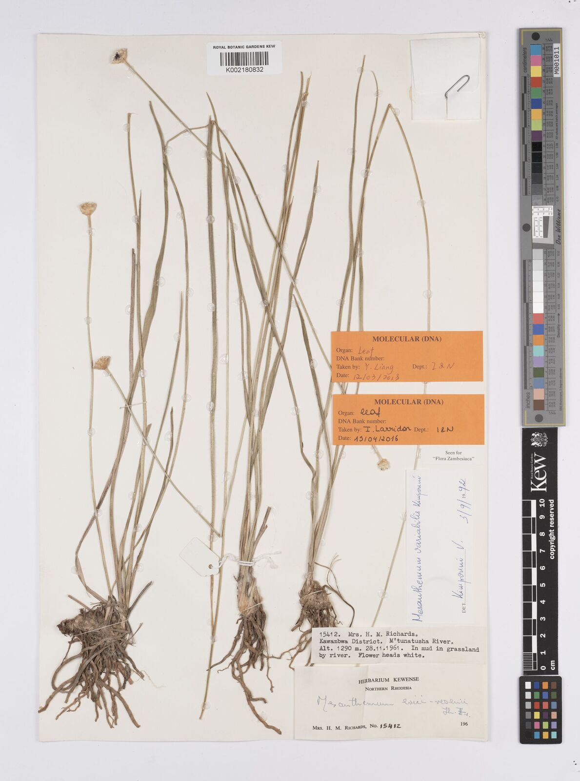 Mesanthemum variabile Kimp. | Plants of the World Online | Kew Science