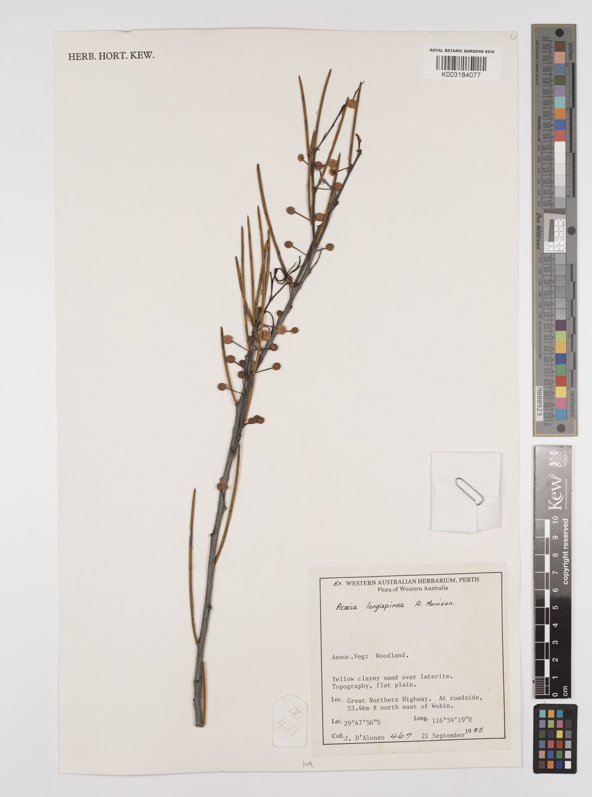 Acacia longispinea Morrison | Plants of the World Online | Kew Science