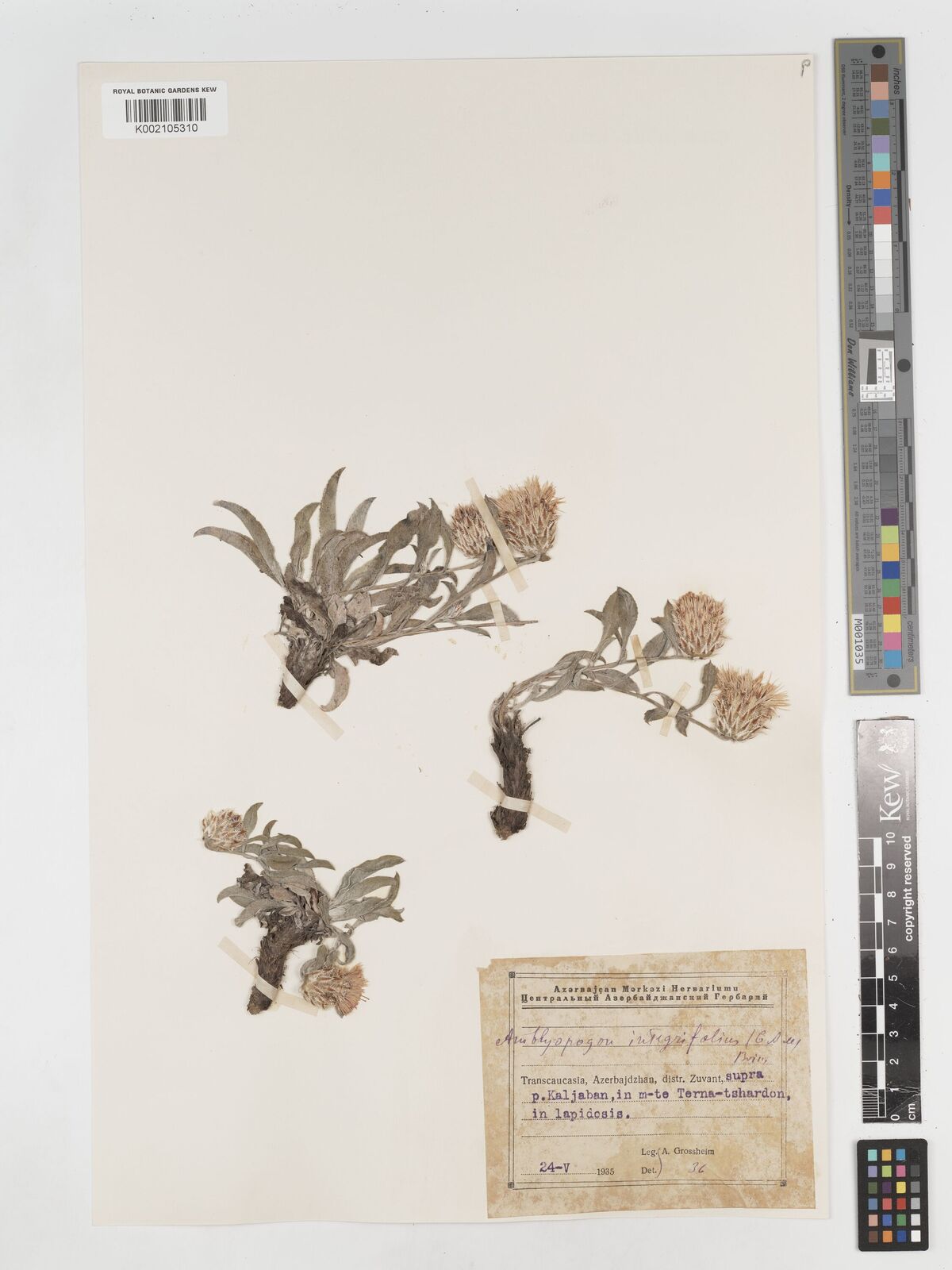 Psephellus integrifolius K.Koch | Plants of the World Online | Kew Science