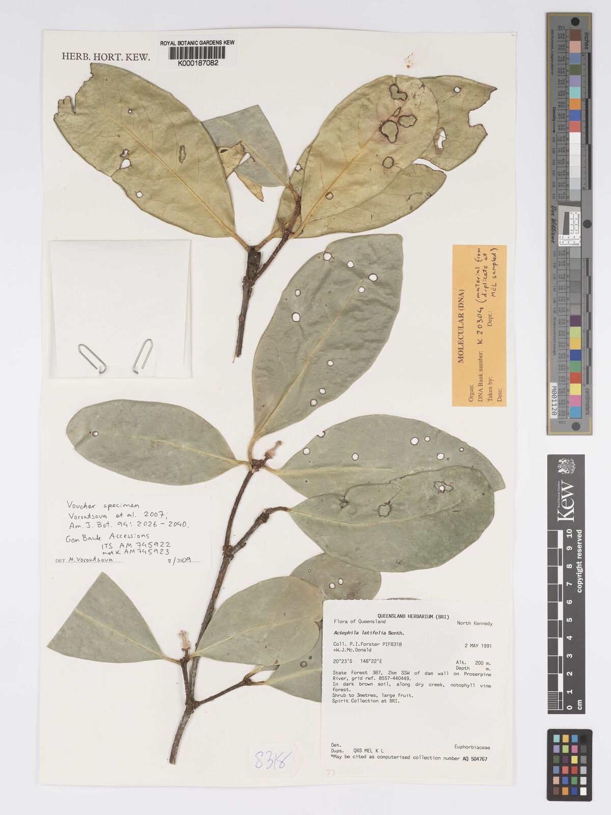 Actephila Blume | Plants of the World Online | Kew Science