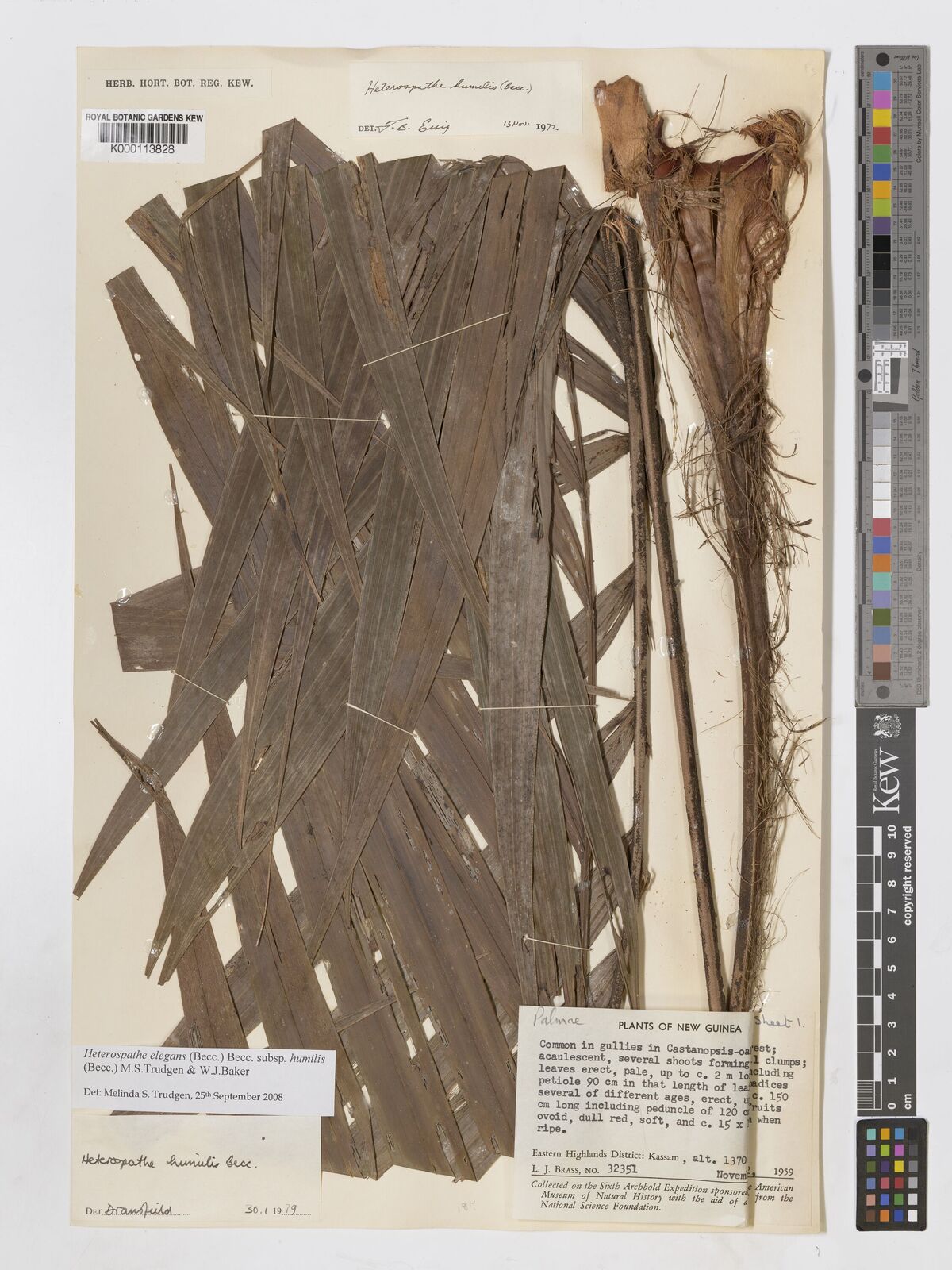 Heterospathe elegans subsp. humilis (Becc.) M.S.Trudgen & W.J.Baker ...