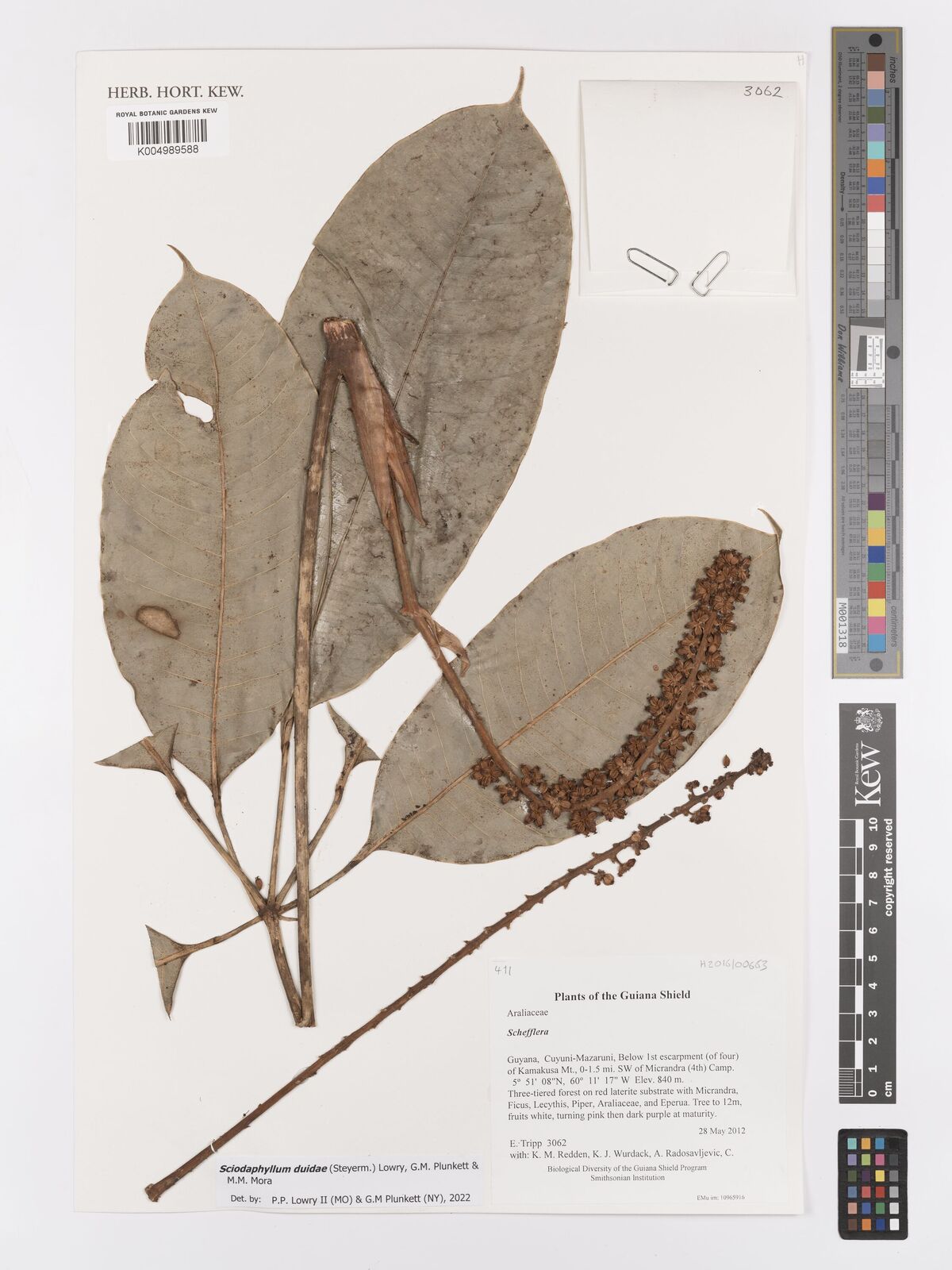 Sciodaphyllum duidae (Steyerm.) Lowry, G.M.Plunkett & M.M.Mora | Plants ...