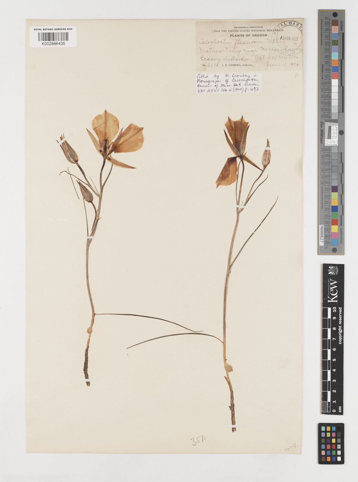 Calochortus bruneaunis A.Nelson & J.F.Macbr. | Plants of the World ...