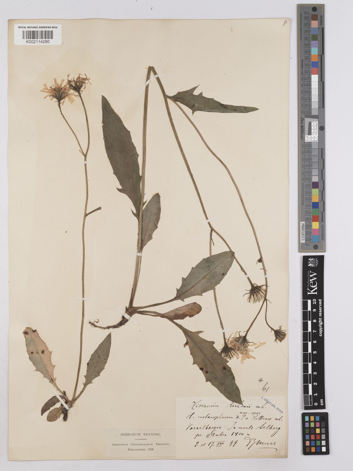 Hieracium richenii Murr | Plants of the World Online | Kew Science
