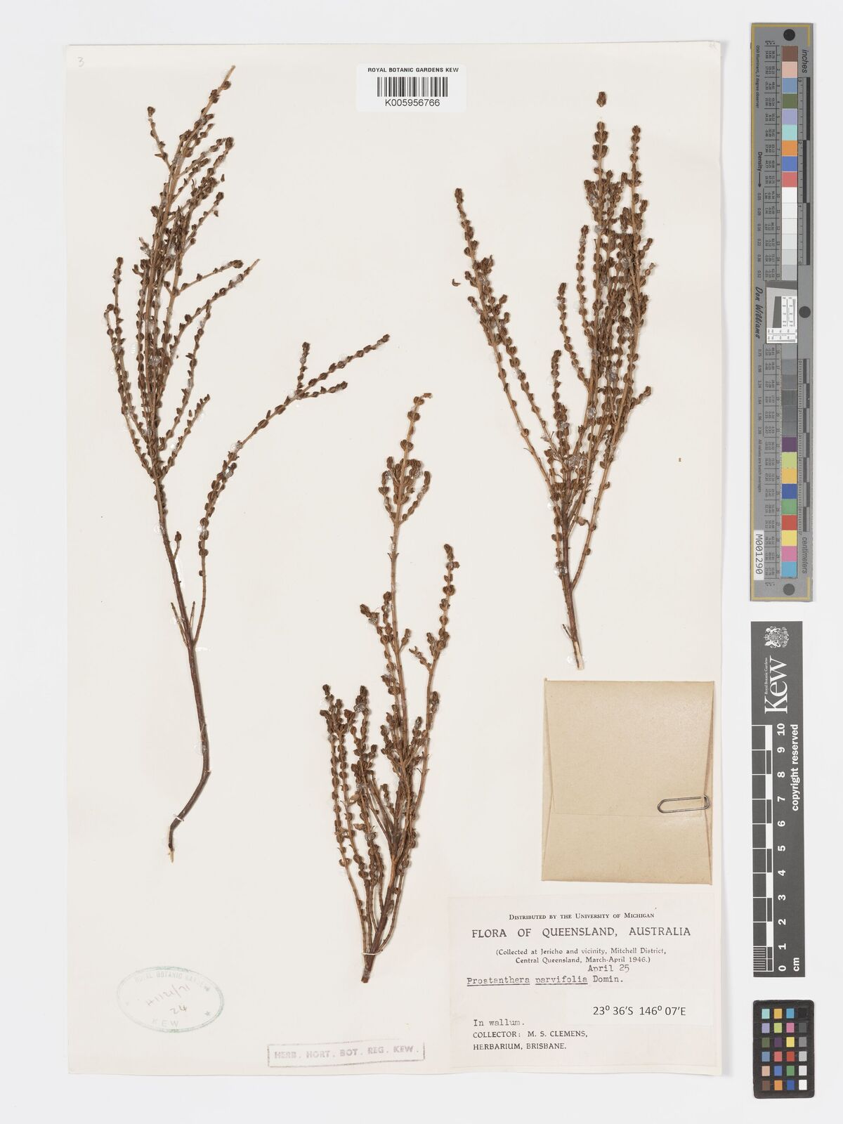 Prostanthera parvifolia Domin | Plants of the World Online | Kew Science