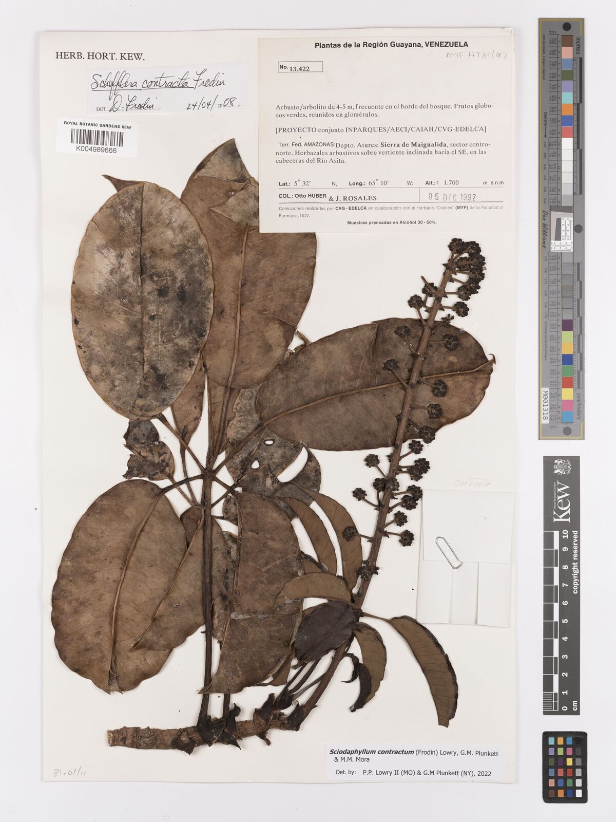 Sciodaphyllum contractum (Frodin) Lowry, G.M.Plunkett & M.M.Mora ...