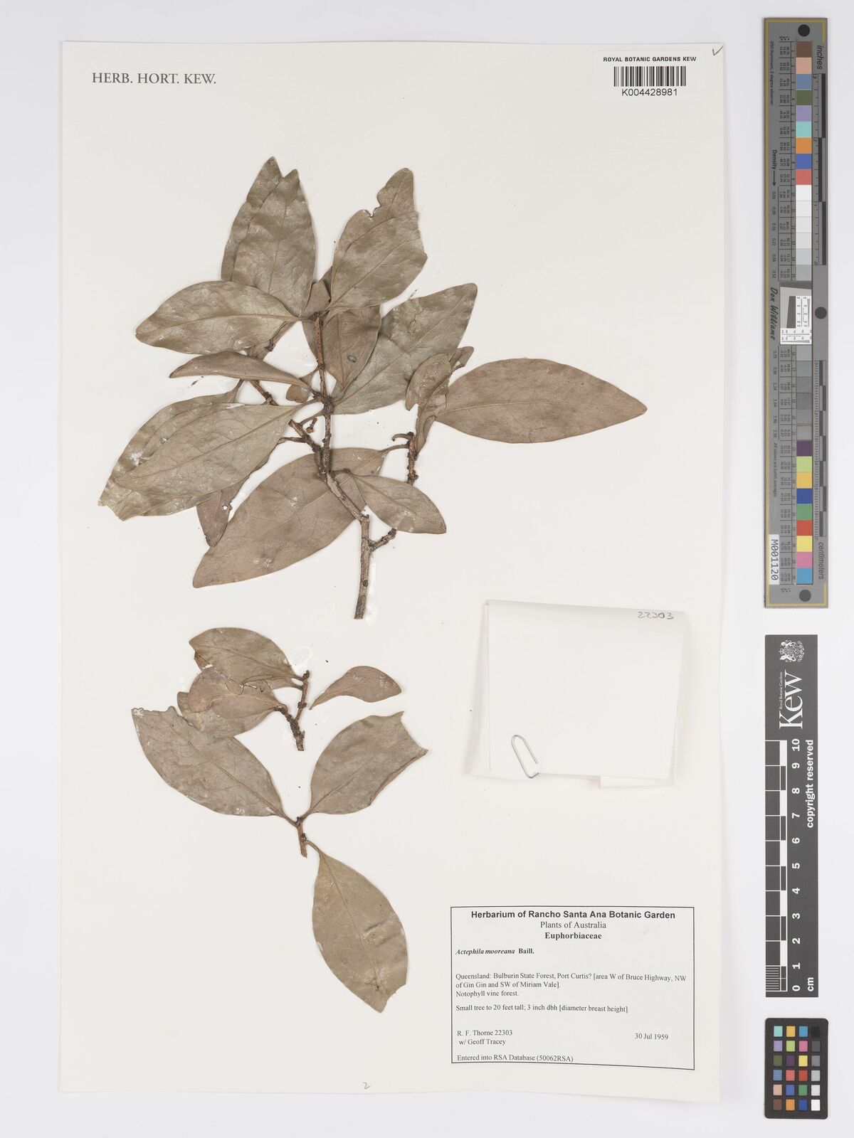 Actephila mooreana Baill. | Plants of the World Online | Kew Science