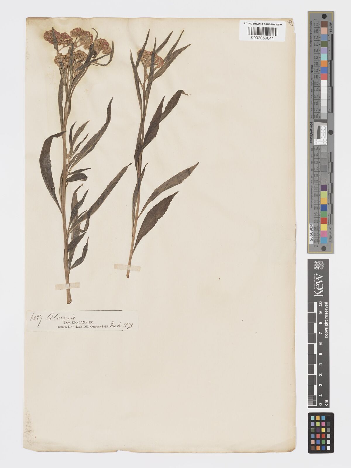 Ethulia conyzoides subsp. kraussii (Sch.Bip. ex Walp.) M.G.Gilbert & C ...
