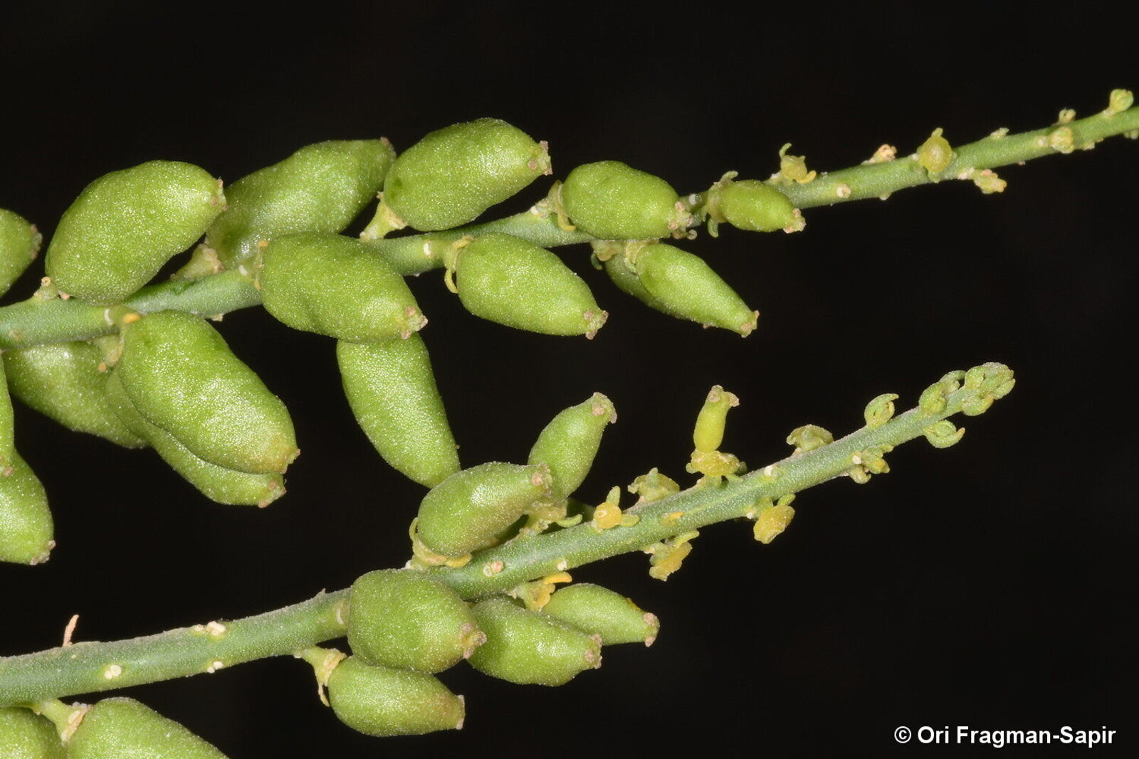 Ochradenus arabicus Chaudhary, Hillc. & A.G.Mill. | Plants of the World ...