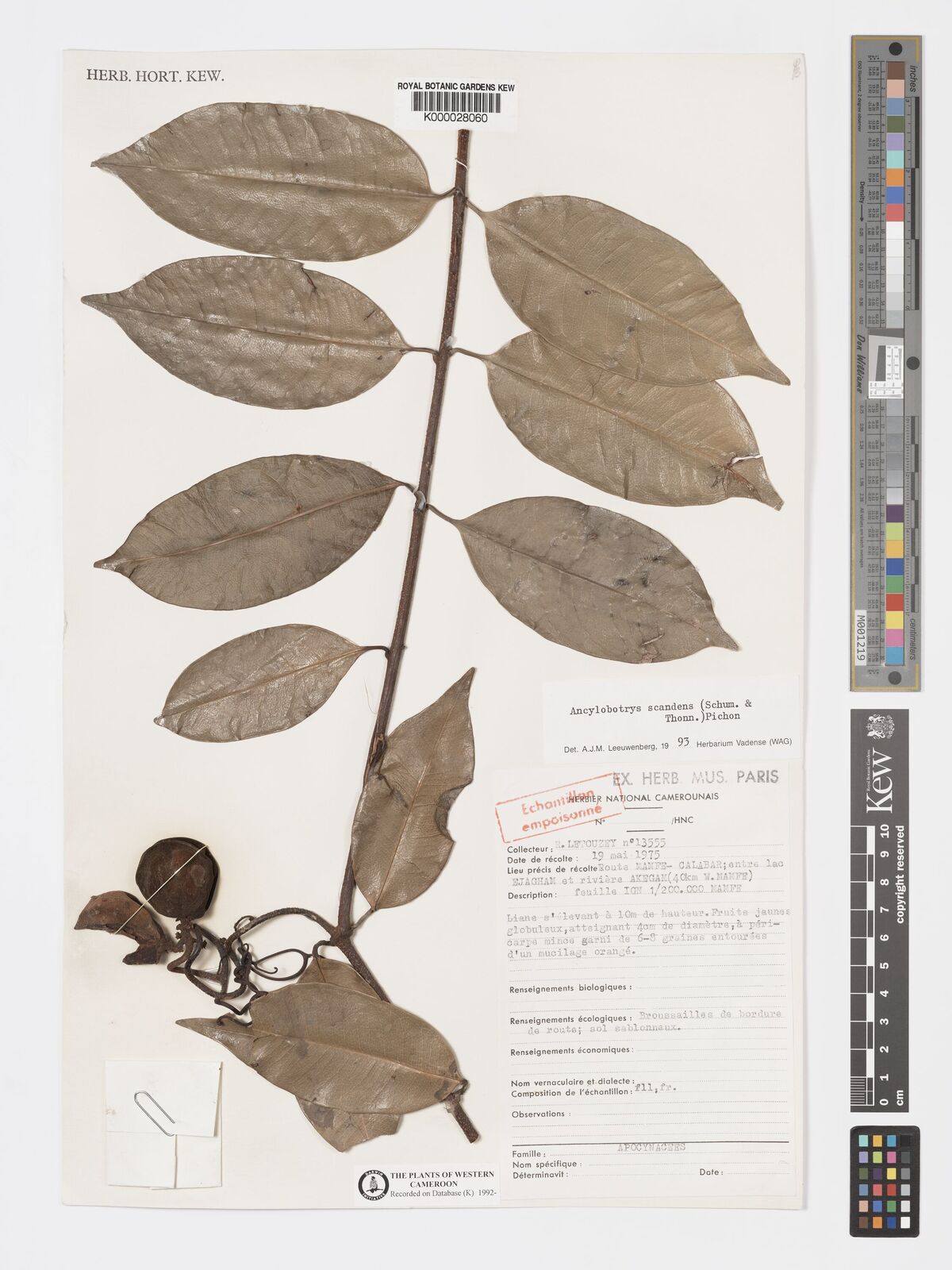 Ancylobothrys Pierre | Plants of the World Online | Kew Science