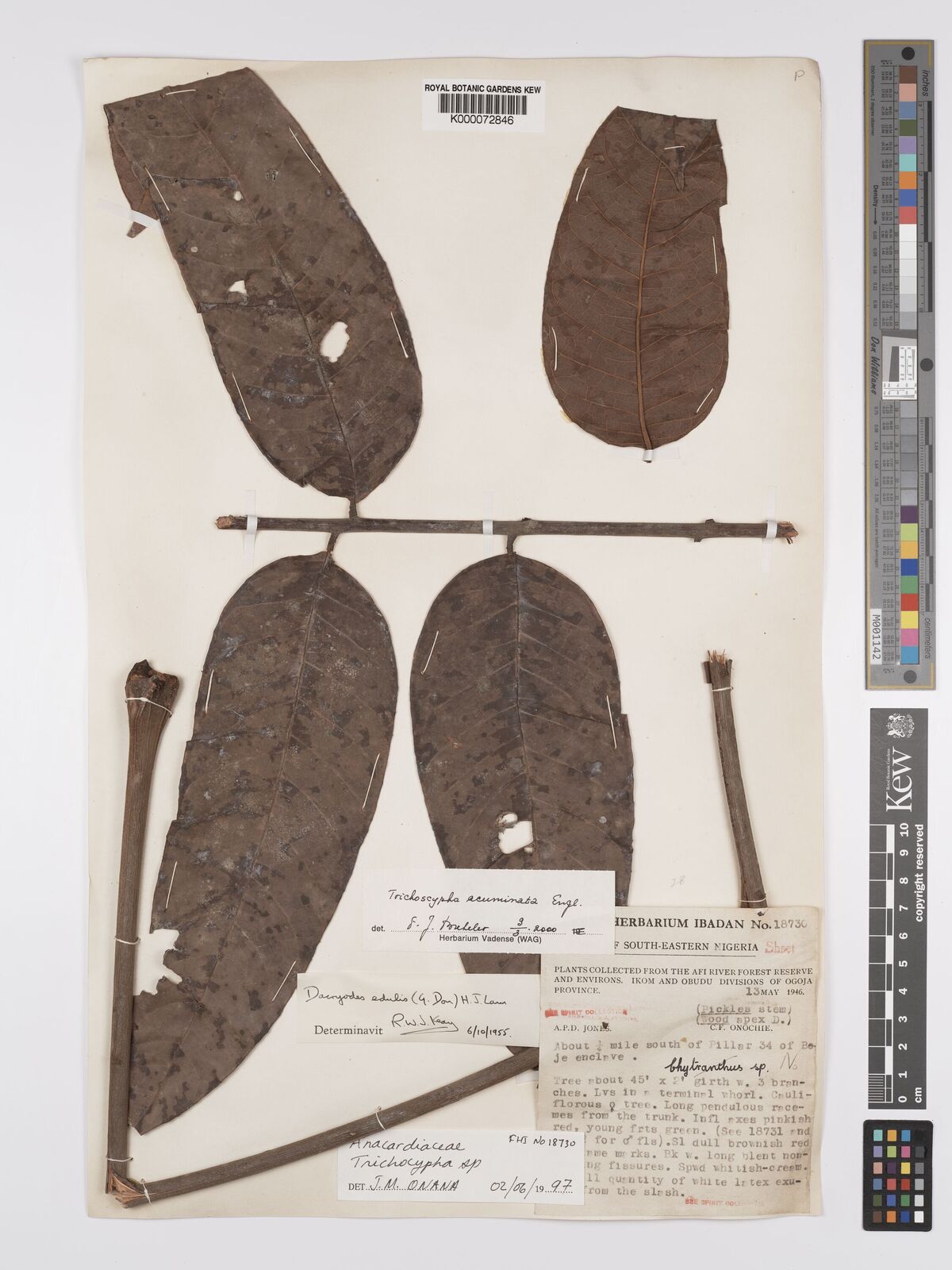 Trichoscypha acuminata Engl. | Plants of the World Online | Kew Science