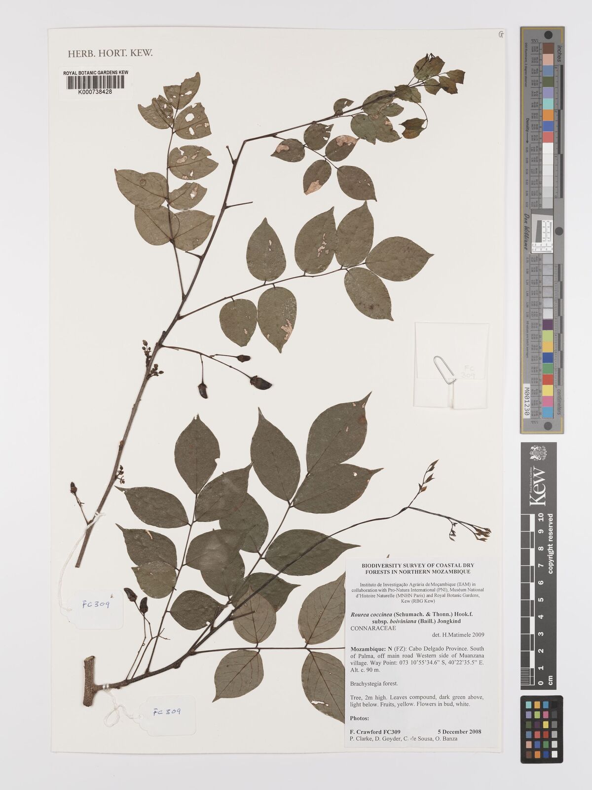 Rourea coccinea subsp. boiviniana (Baill.) Jongkind | Plants of the ...