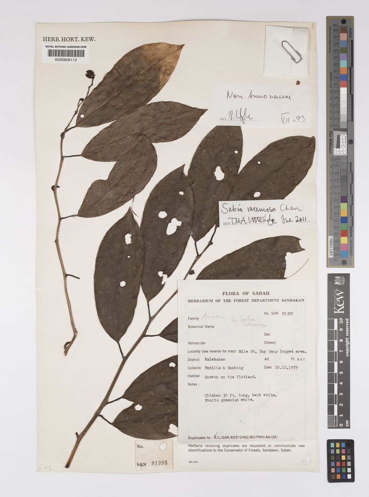 Sabia racemosa L.Chen | Plants of the World Online | Kew Science