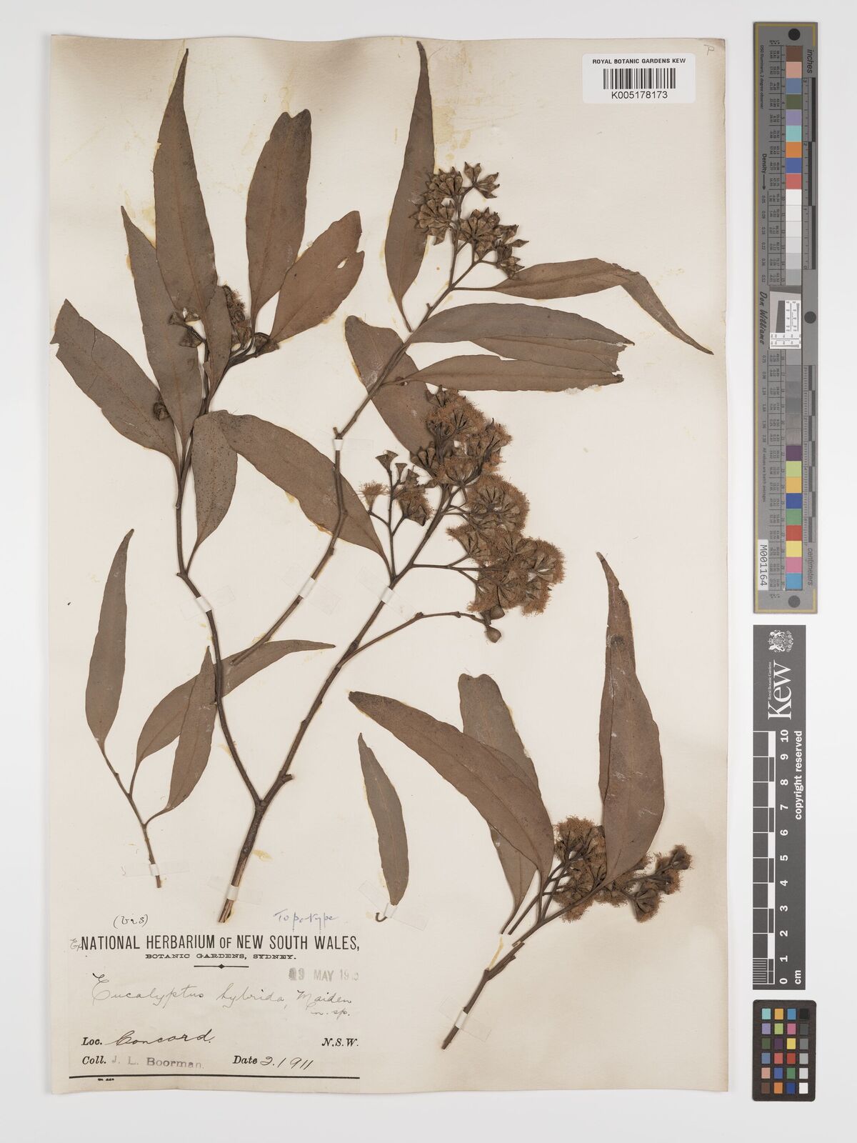 Eucalyptus × hybrida Maiden | Plants of the World Online | Kew Science
