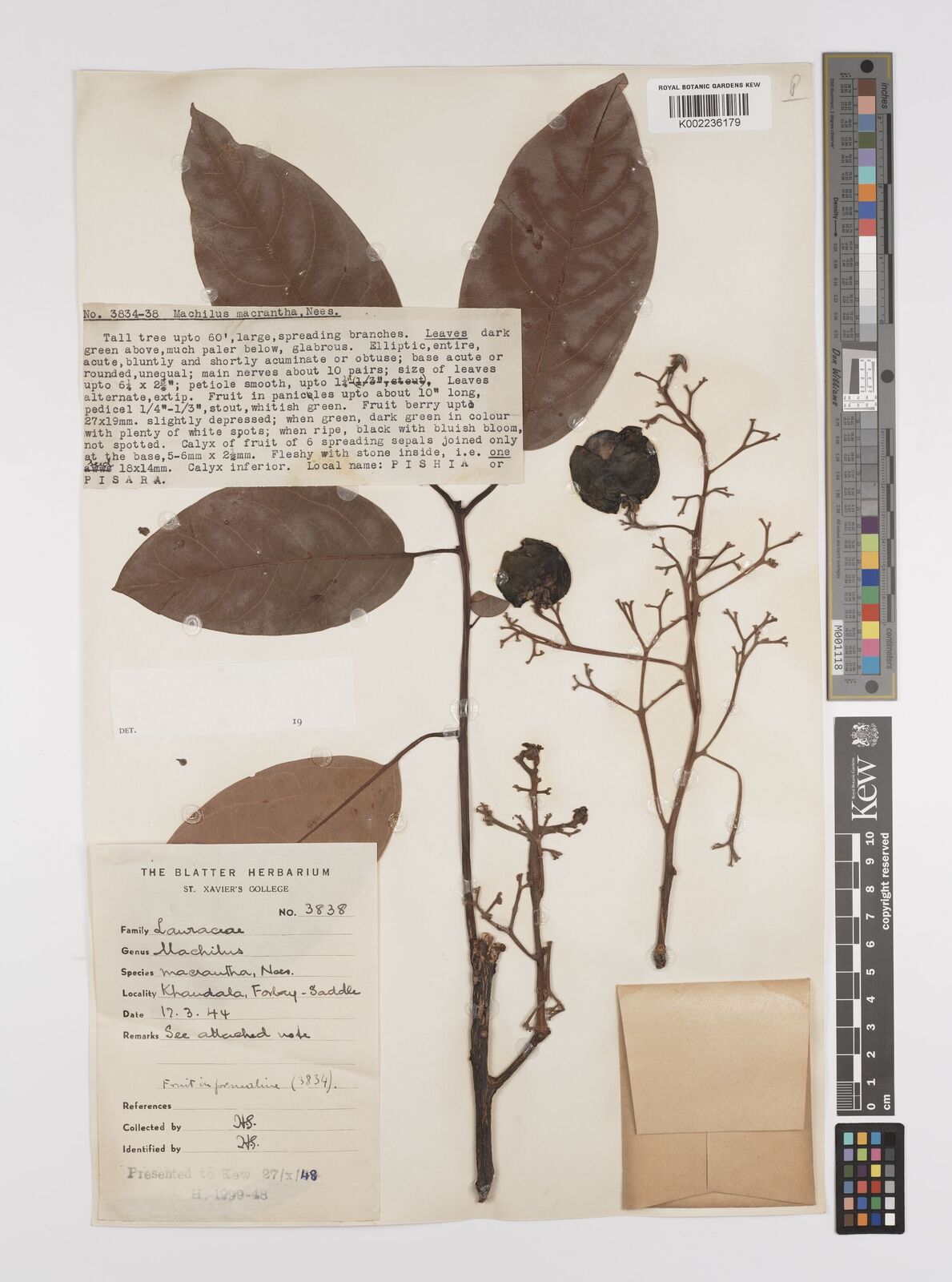 Machilus macranthus Nees | Plants of the World Online | Kew Science