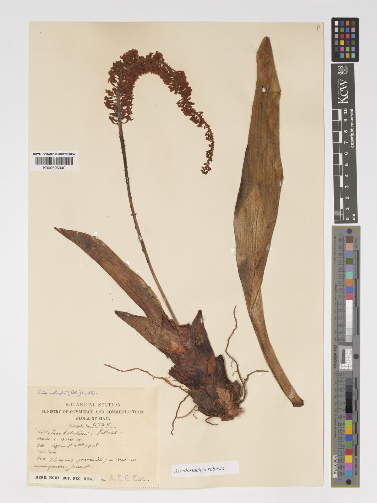 Aeridostachya robusta (Blume) Brieger | Plants of the World Online ...