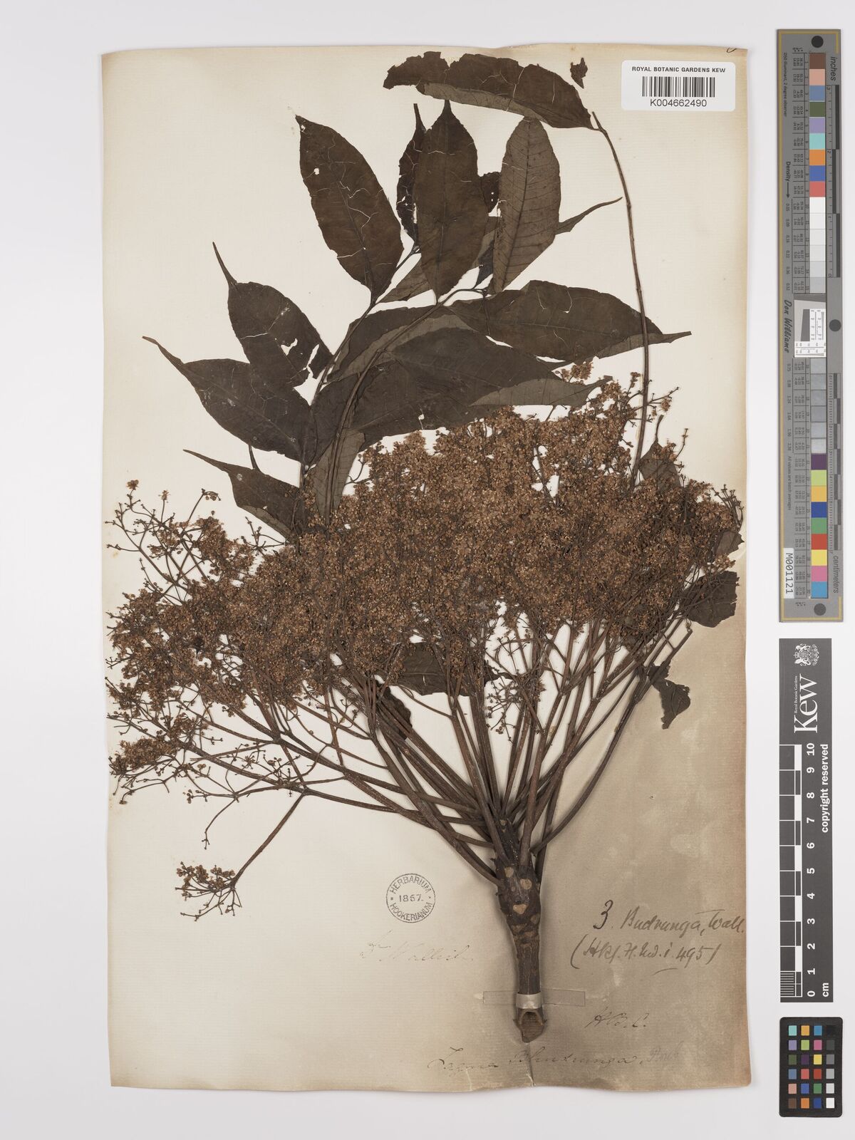 Zanthoxylum rhetsa (Roxb.) DC. | Plants of the World Online | Kew Science