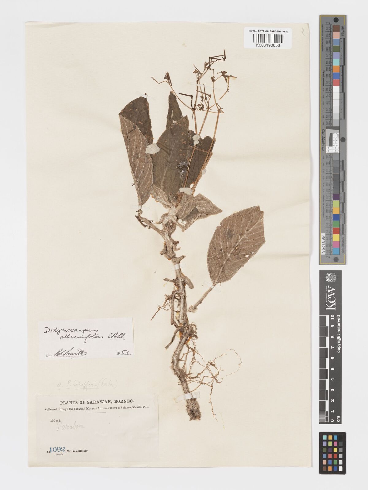 Codonoboea alternifolia (C.B.Clarke) A.Weber | Plants of the World ...