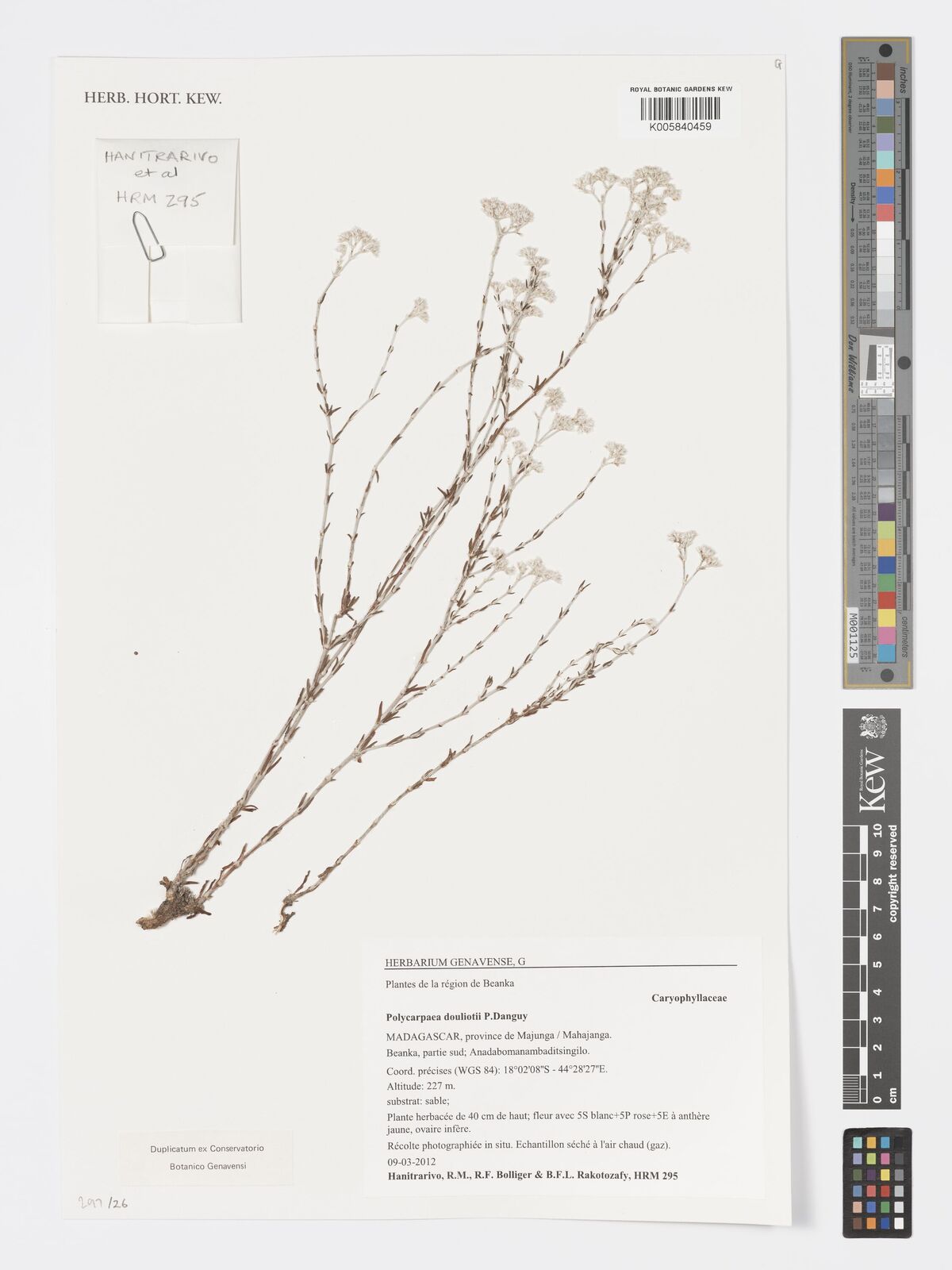 Polycarpaea douliotii Danguy | Plants of the World Online | Kew Science