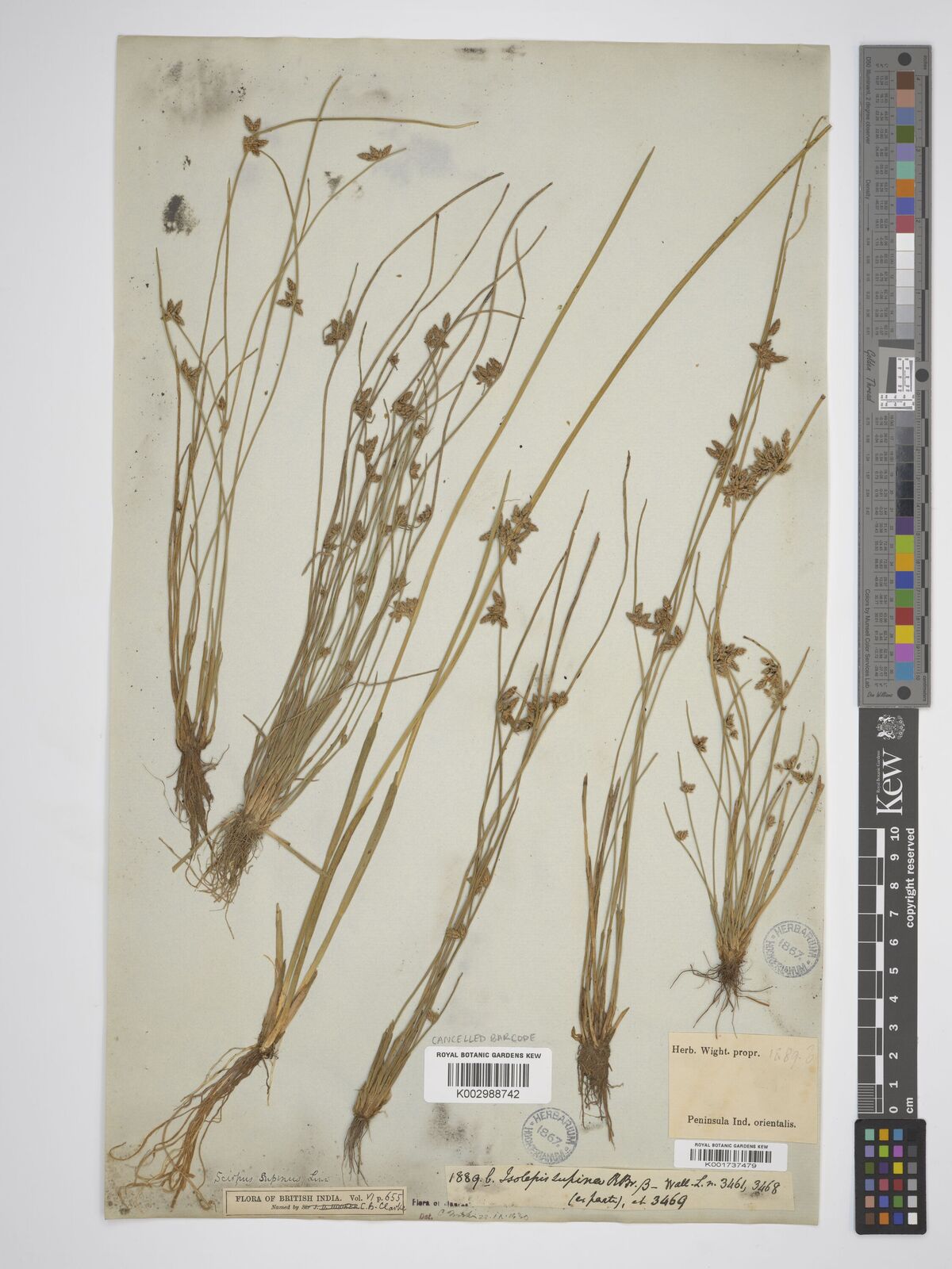 Schoenoplectiella supina (L.) Lye | Plants of the World Online | Kew ...