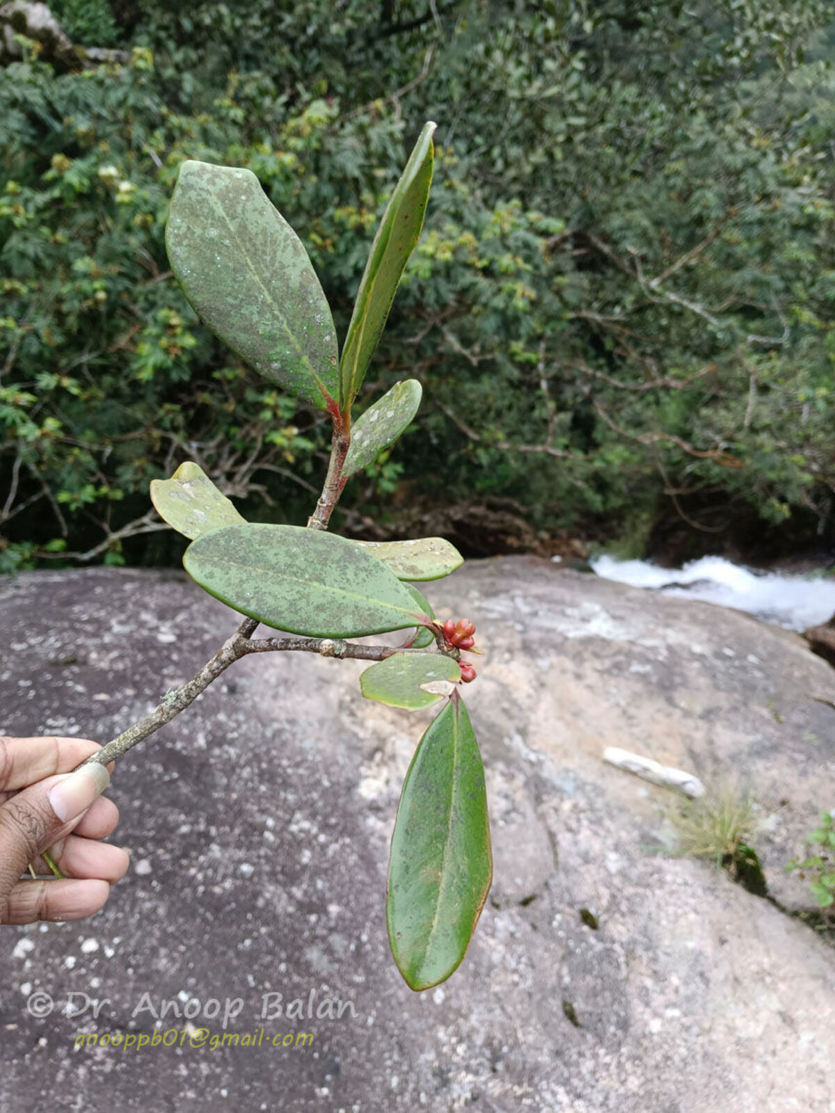 Garcinia conicarpa Wight | Plants of the World Online | Kew Science