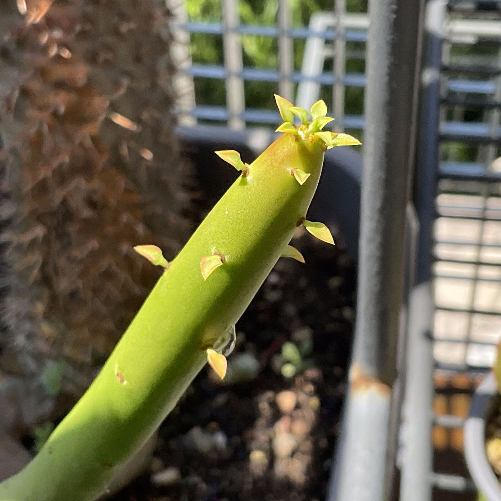 Euphorbia alluaudii Drake | Plants of the World Online | Kew Science
