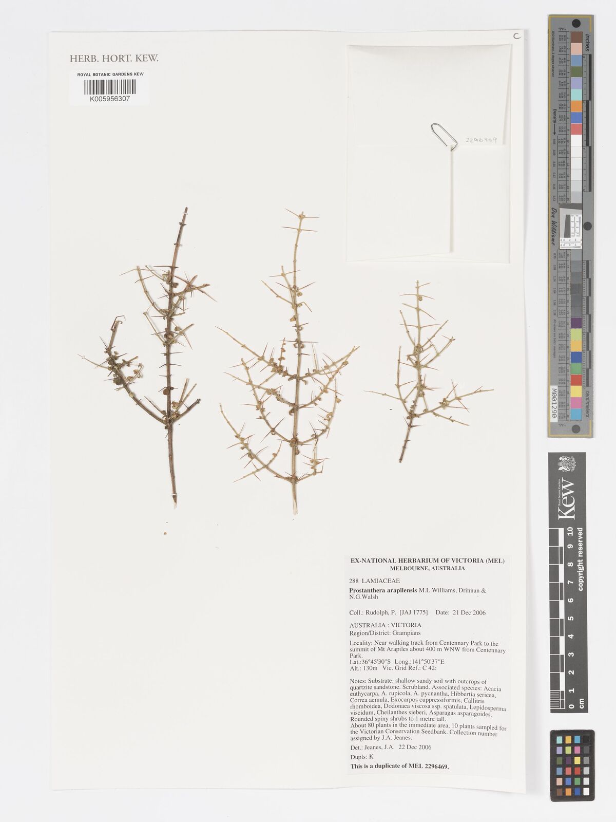 Prostanthera arapilensis M.L.Williams, Drinnan & N.G.Walsh | Plants of ...