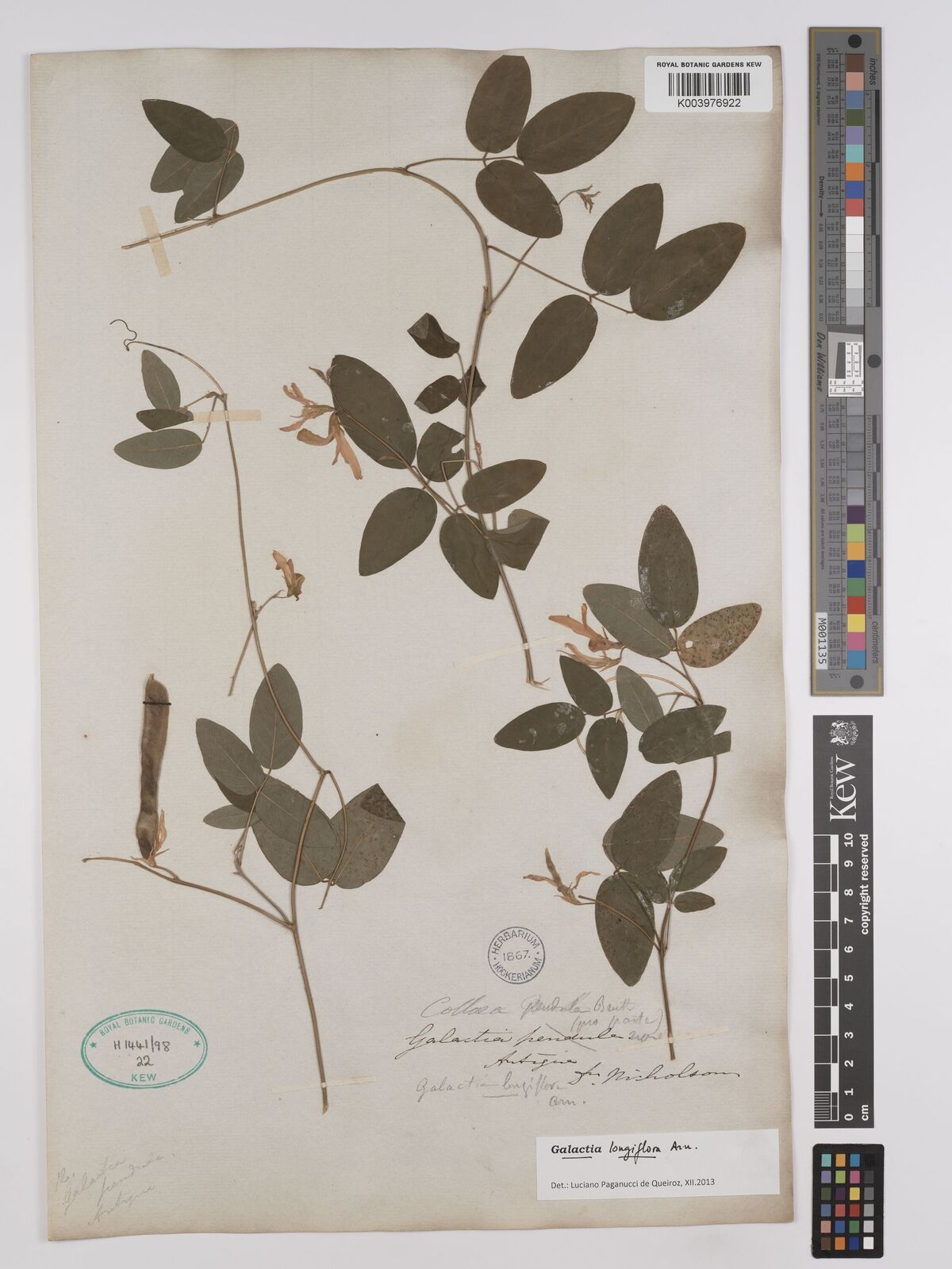 Galactia longiflora Arn. | Plants of the World Online | Kew Science