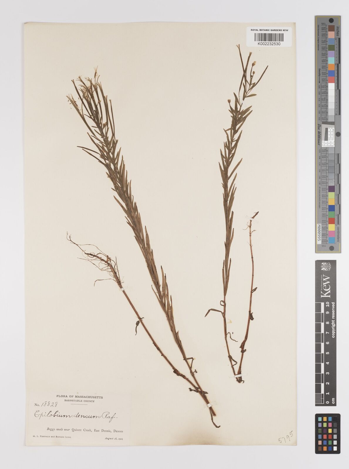 Epilobium densum Raf. | Plants of the World Online | Kew Science