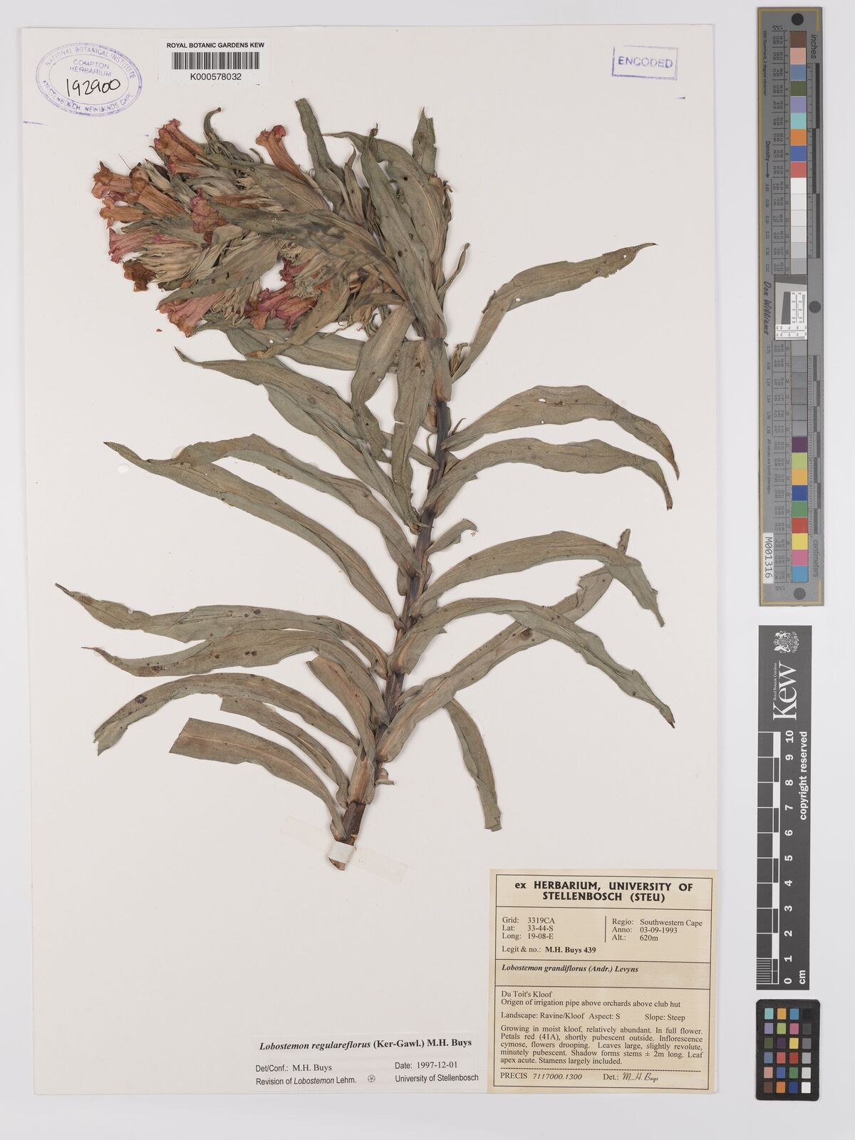 Lobostemon regulariflorus (Ker Gawl.) Buys | Plants of the World Online ...