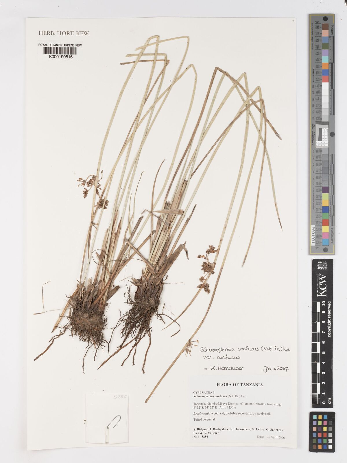 Schoenoplectiella confusa (N.E.Br.) J.R.Starr | Plants of the World ...