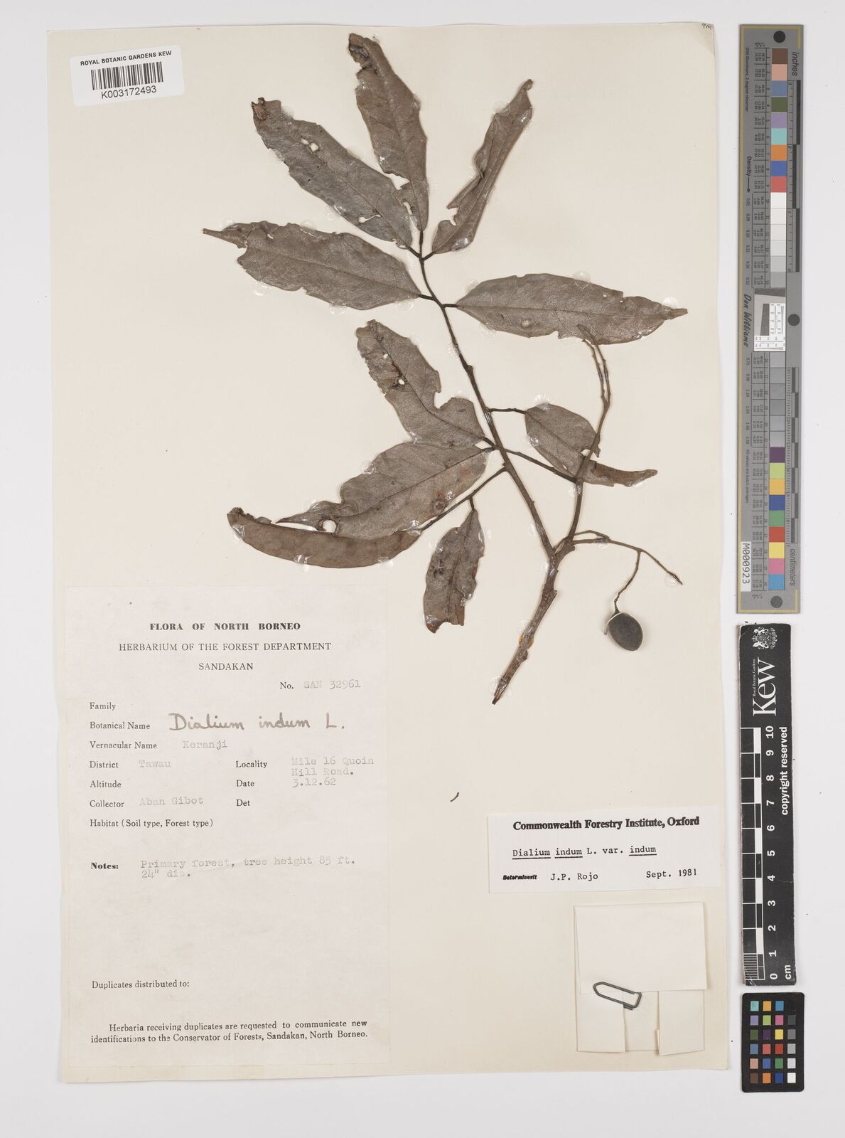 Dialium indum var. indum | Plants of the World Online | Kew Science