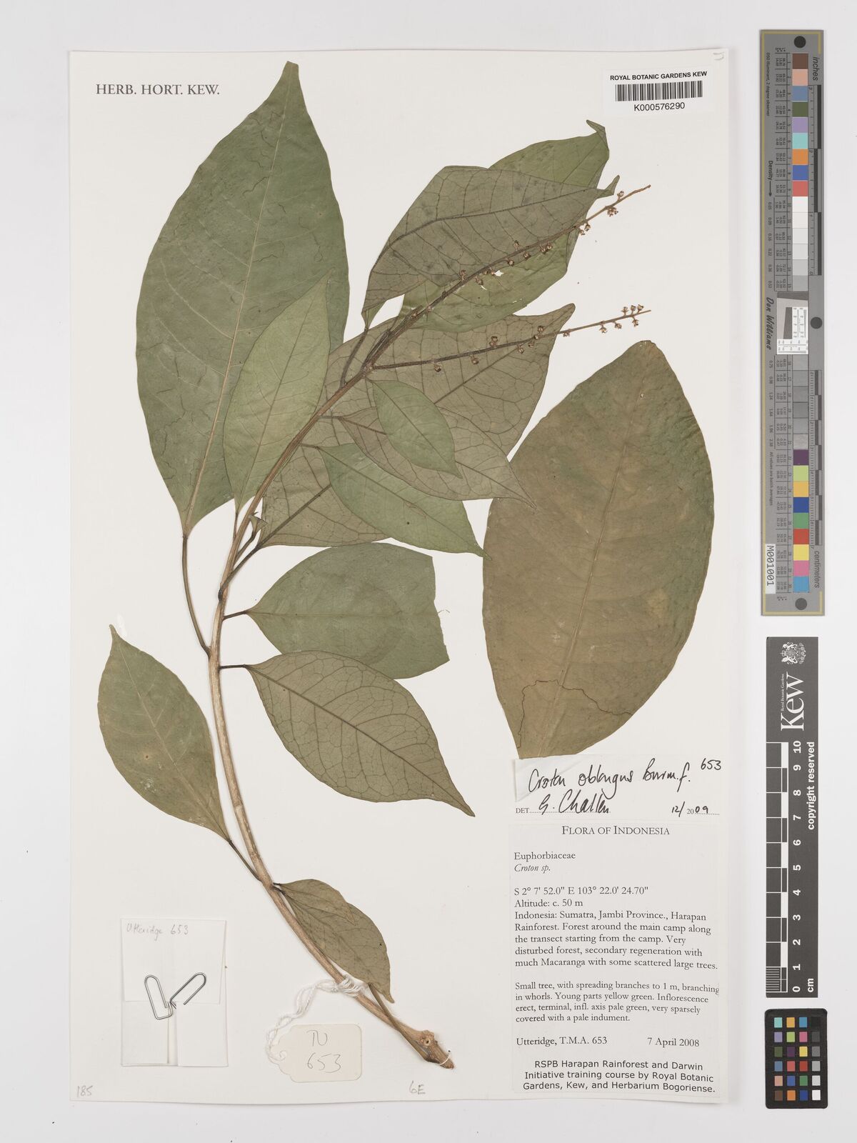 Croton oblongus Burm.f. | Plants of the World Online | Kew Science