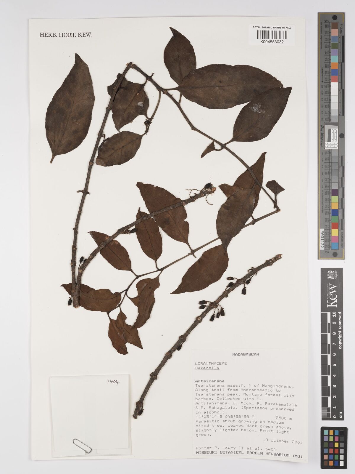 Bakerella viguieri (Lecomte) Balle | Plants of the World Online | Kew ...