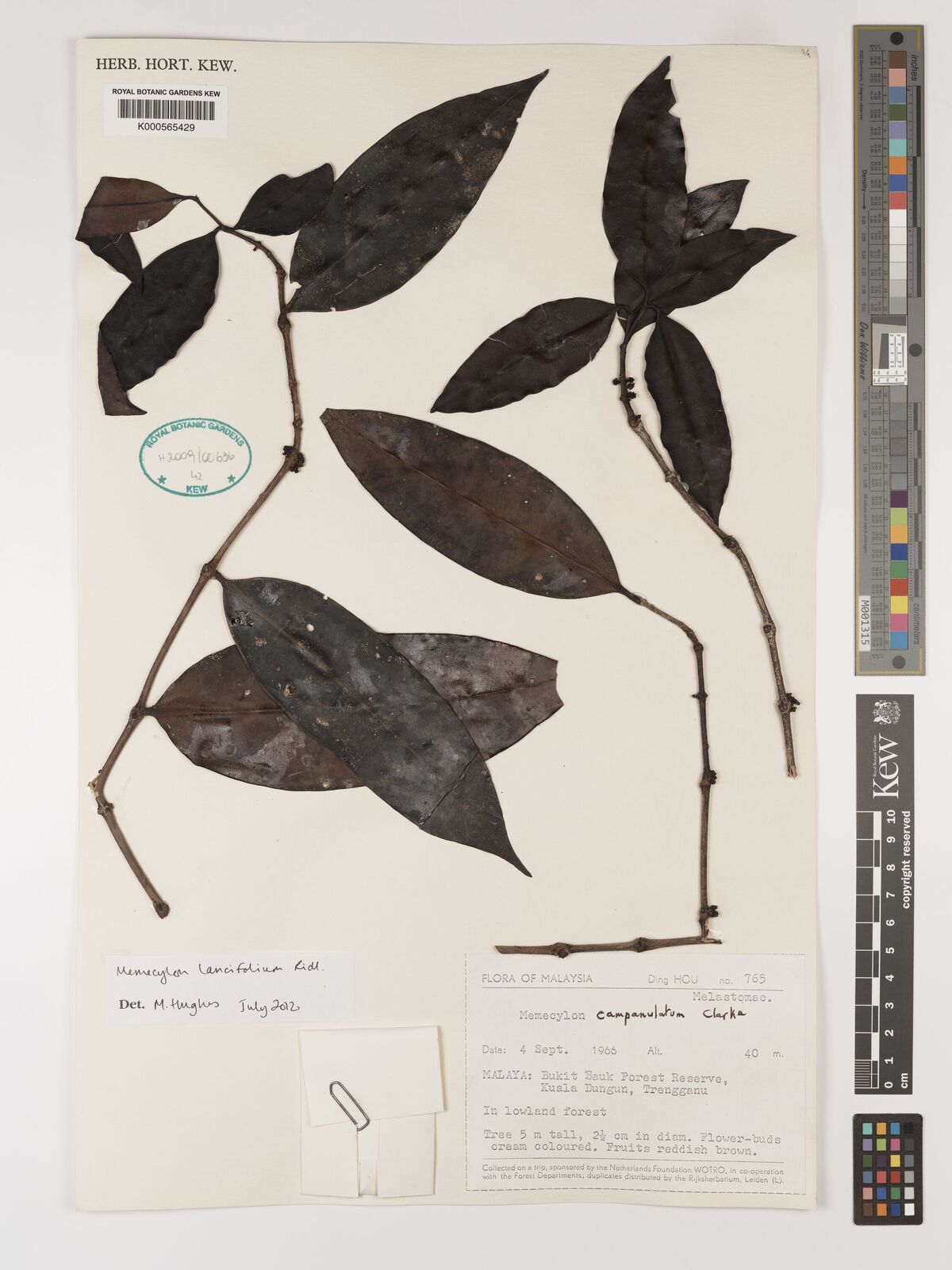 Memecylon lancifolium Ridl. | Plants of the World Online | Kew Science