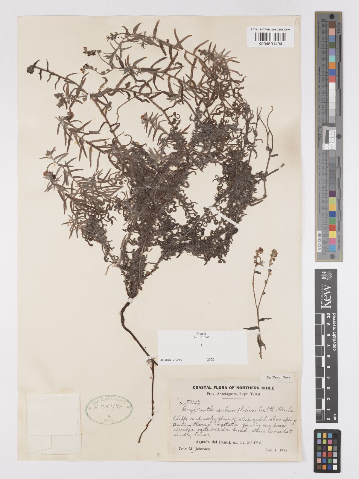 Cryptantha subamplexicaulis (Phil.) Reiche | Plants of the World Online ...