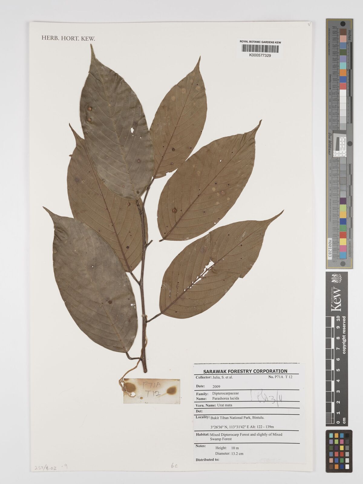 Parashorea lucida (Miq.) Kurz | Plants of the World Online | Kew Science