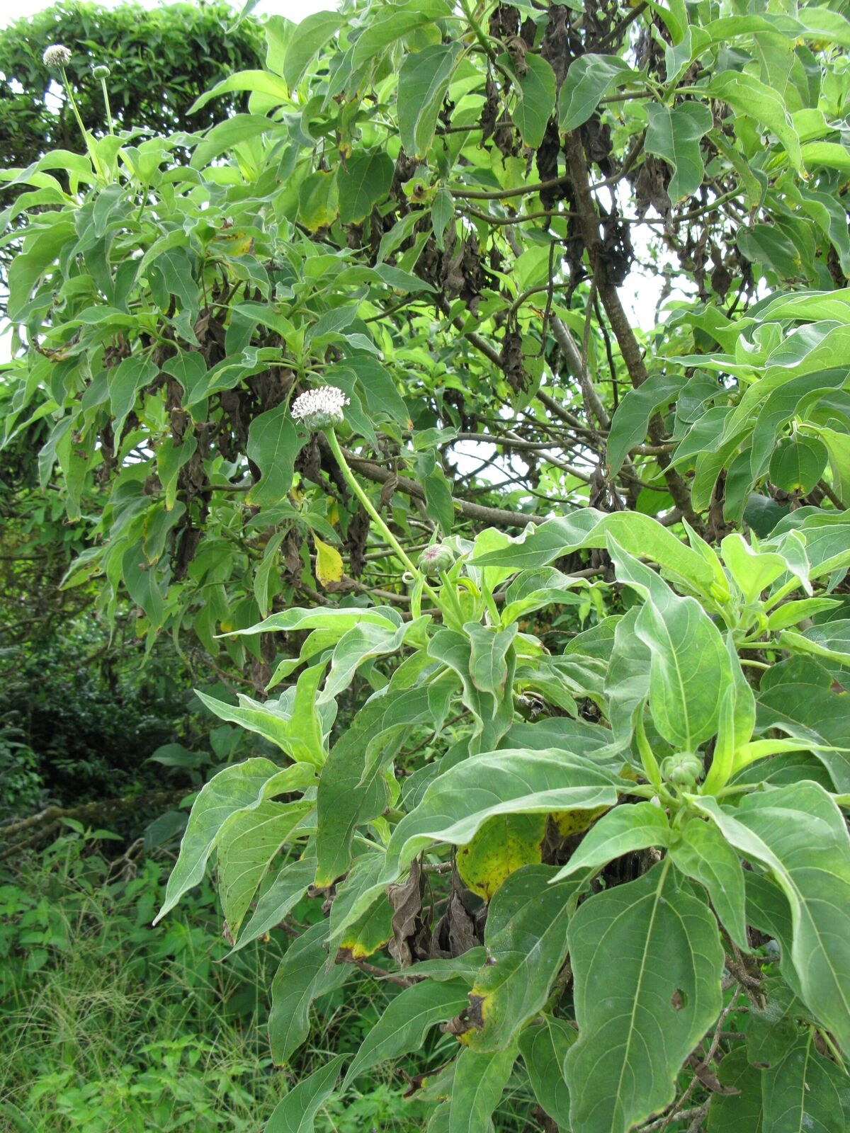 Scalesia Arn. | Plants of the World Online | Kew Science
