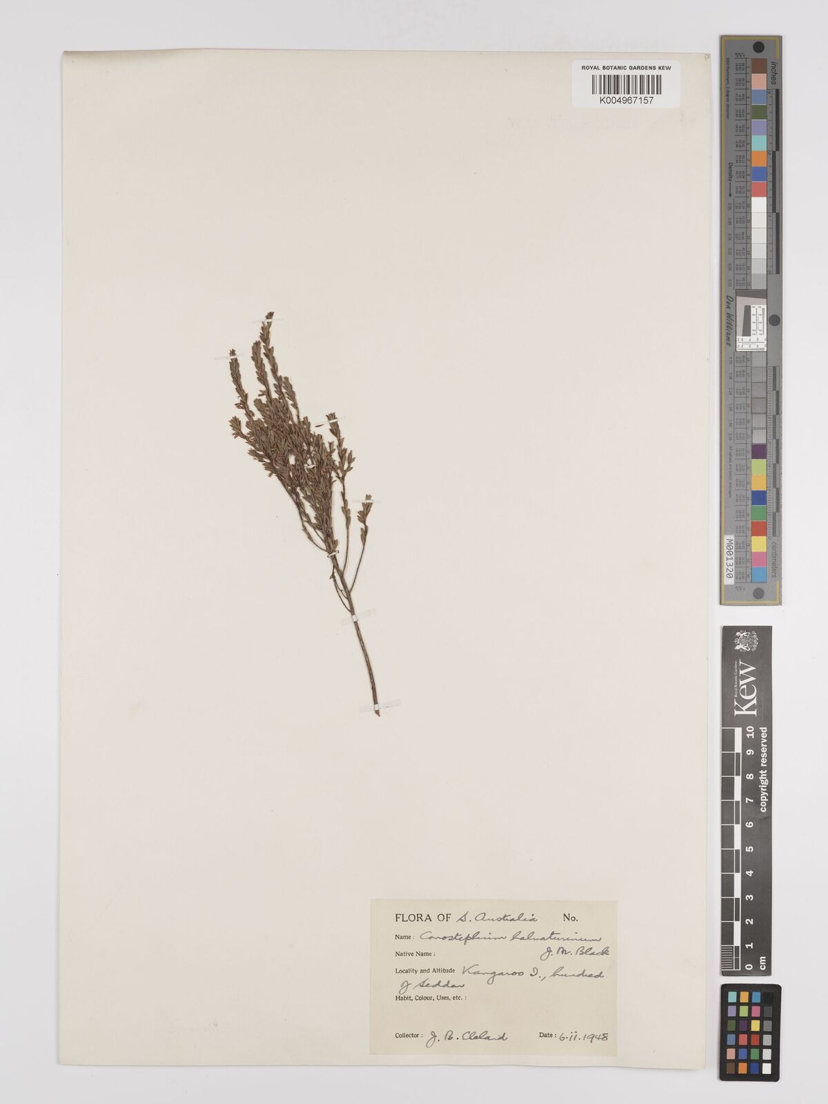 Conostephium halmaturinum J.M.Black | Plants of the World Online | Kew ...