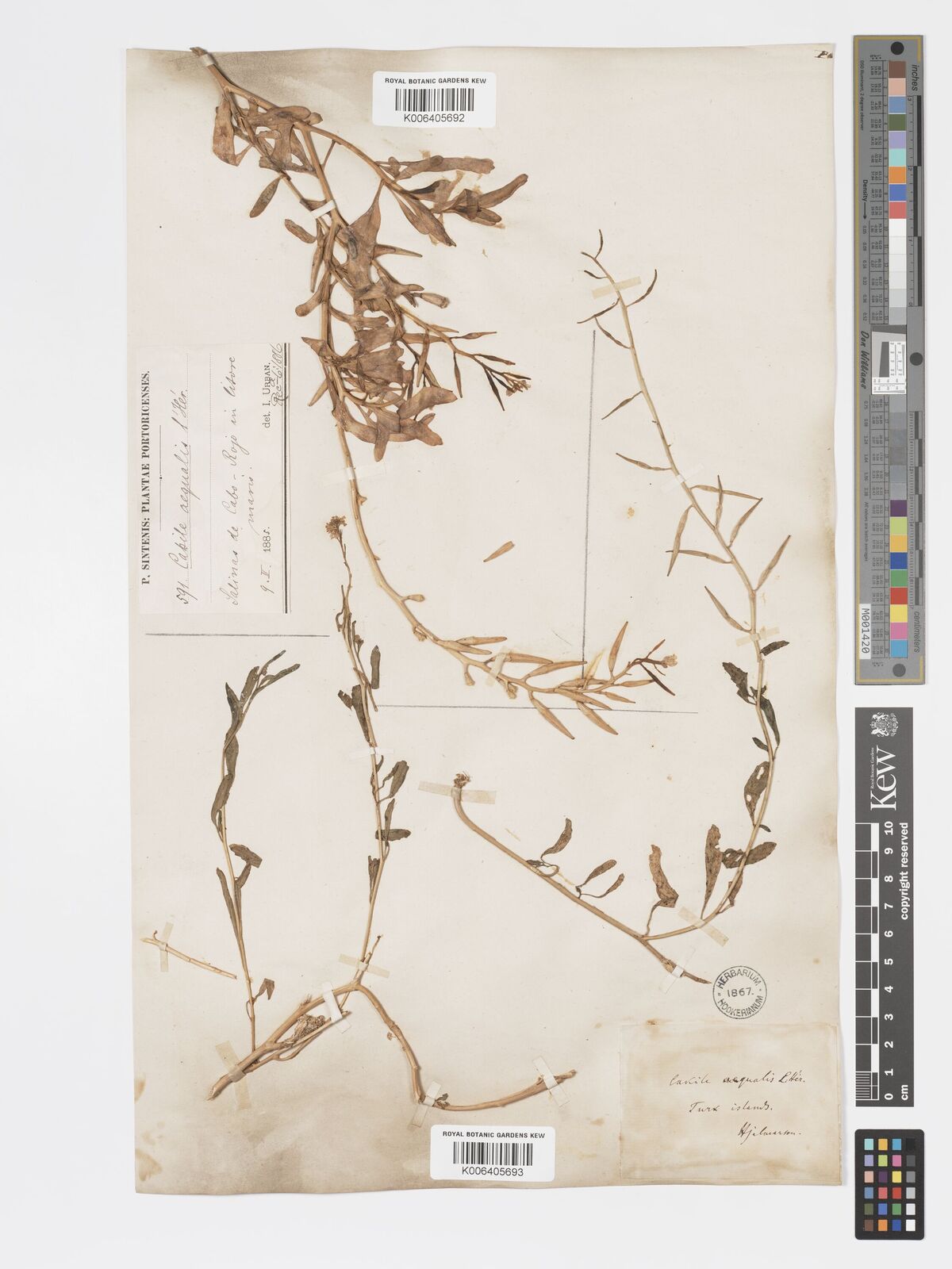 Cakile lanceolata subsp. lanceolata | Plants of the World Online | Kew ...