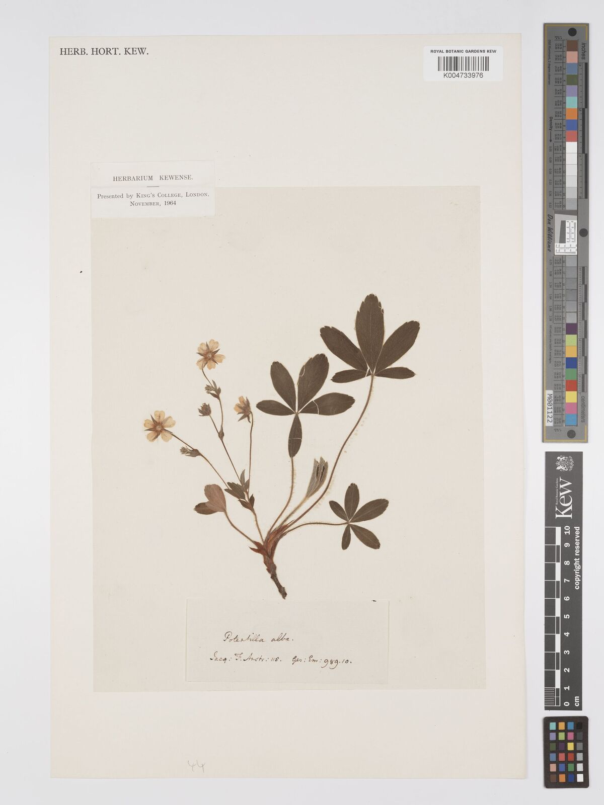 Potentilla alba L. | Plants of the World Online | Kew Science