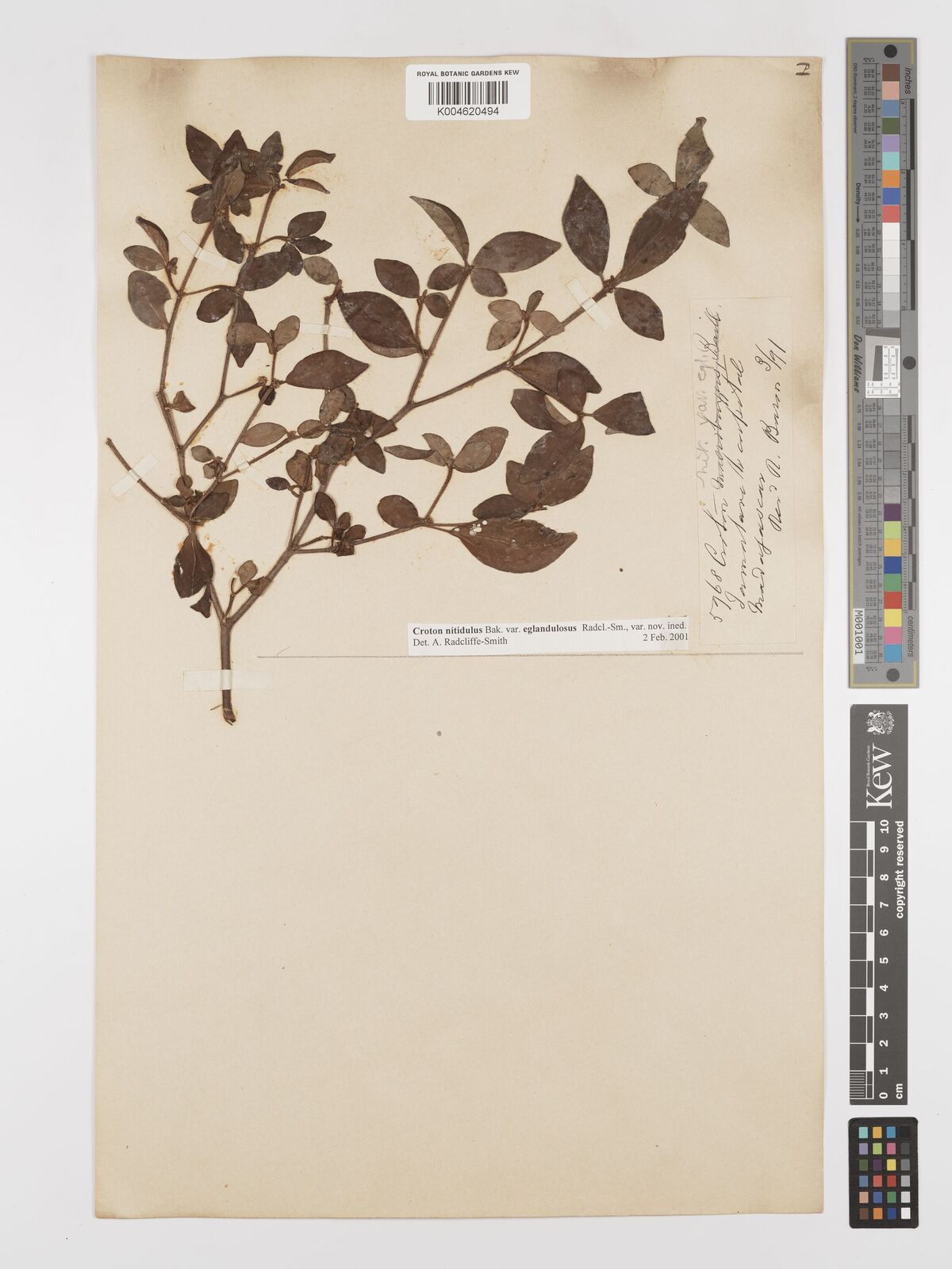 Croton ivohibensis var. integrifolius Radcl.-Sm. | Plants of the World ...