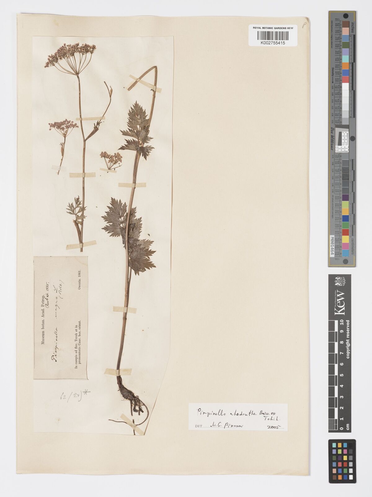 Pimpinella rhodantha Boiss. | Plants of the World Online | Kew Science