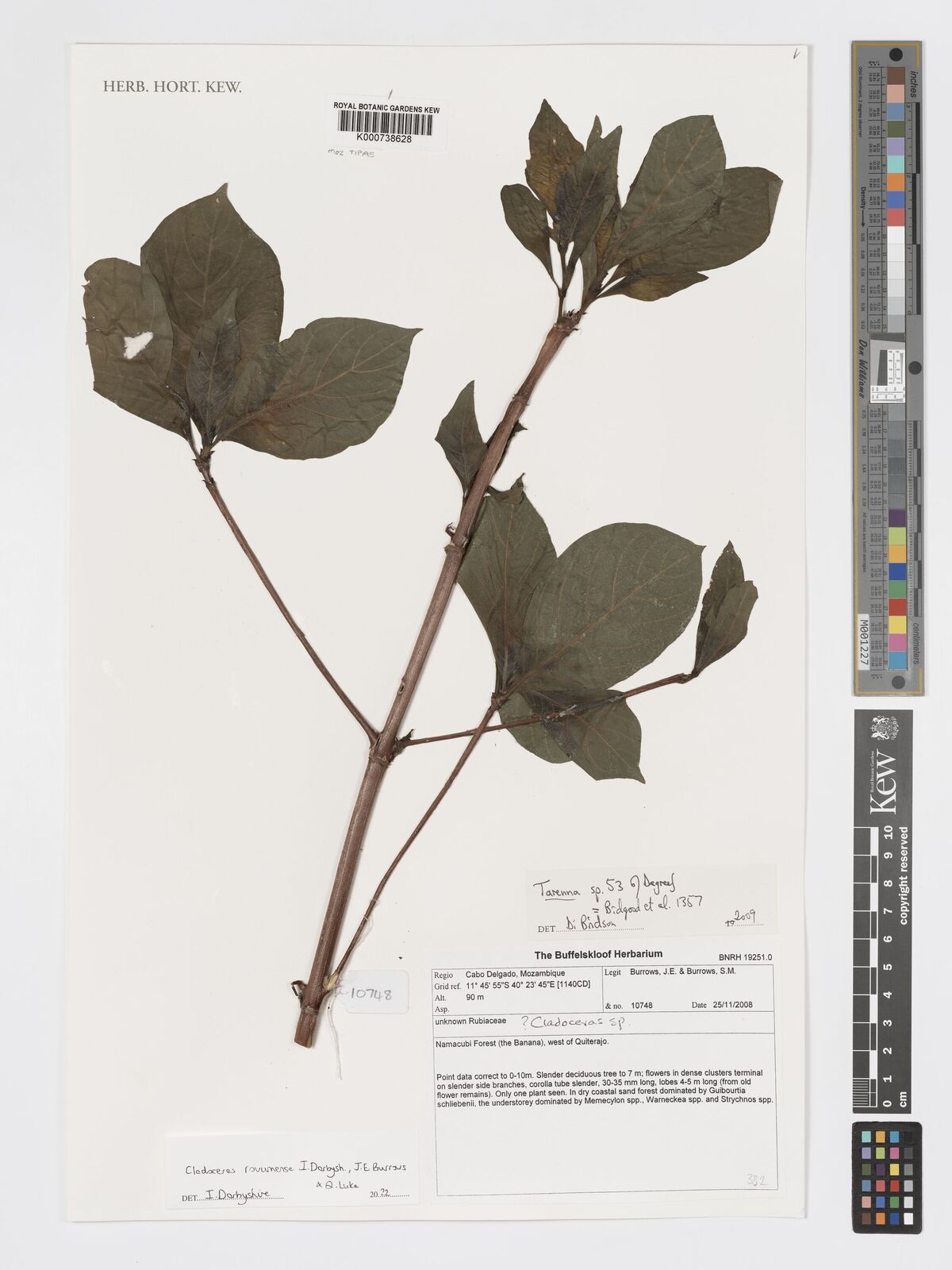 Cladoceras rovumense I.Darbysh., J.E.Burrows & Q.Luke | Plants of the ...