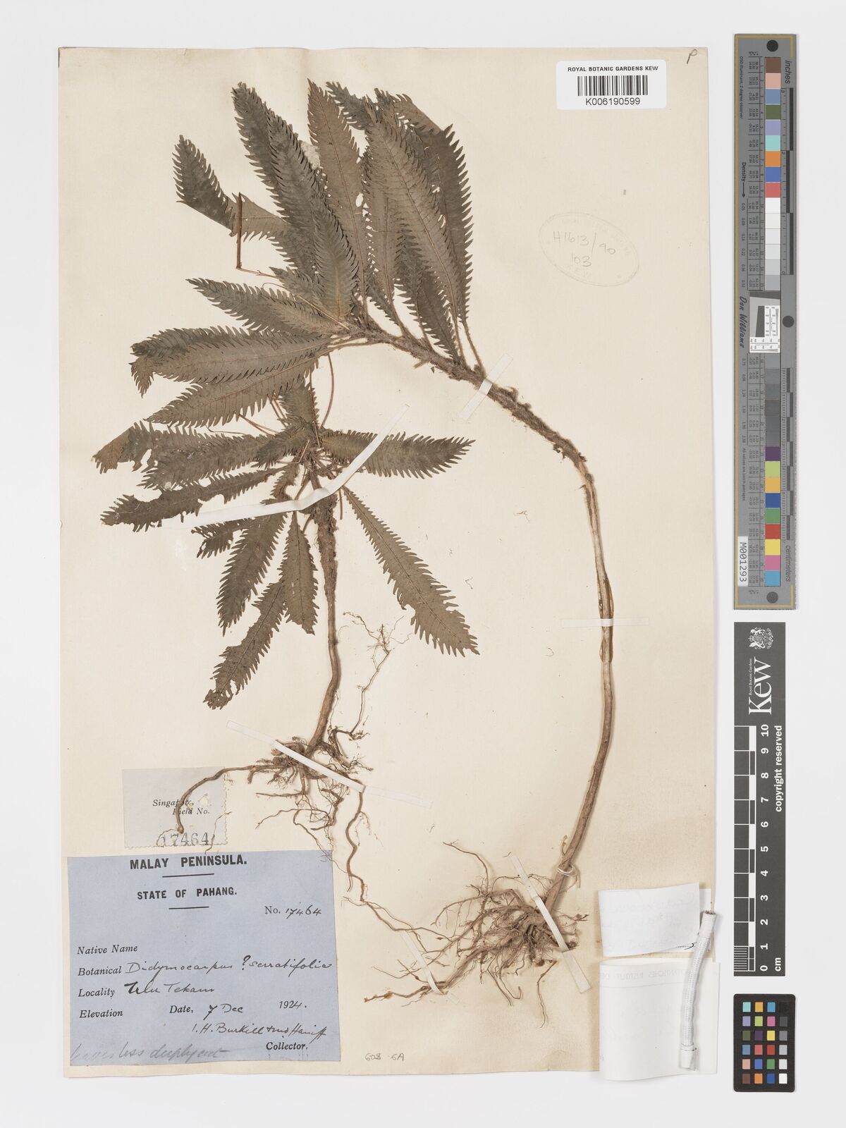 Codonoboea serratifolia (Ridl.) Kiew | Plants of the World Online | Kew ...