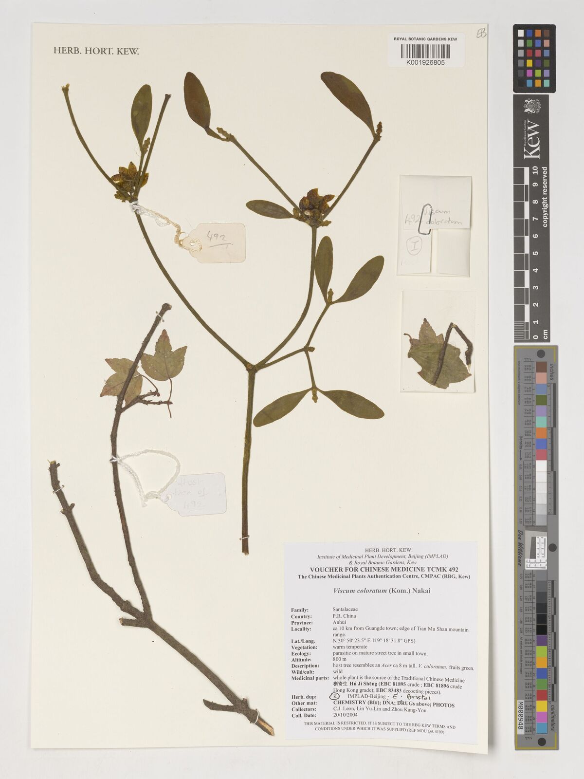 Viscum coloratum (Kom.) Nakai | Plants of the World Online | Kew Science