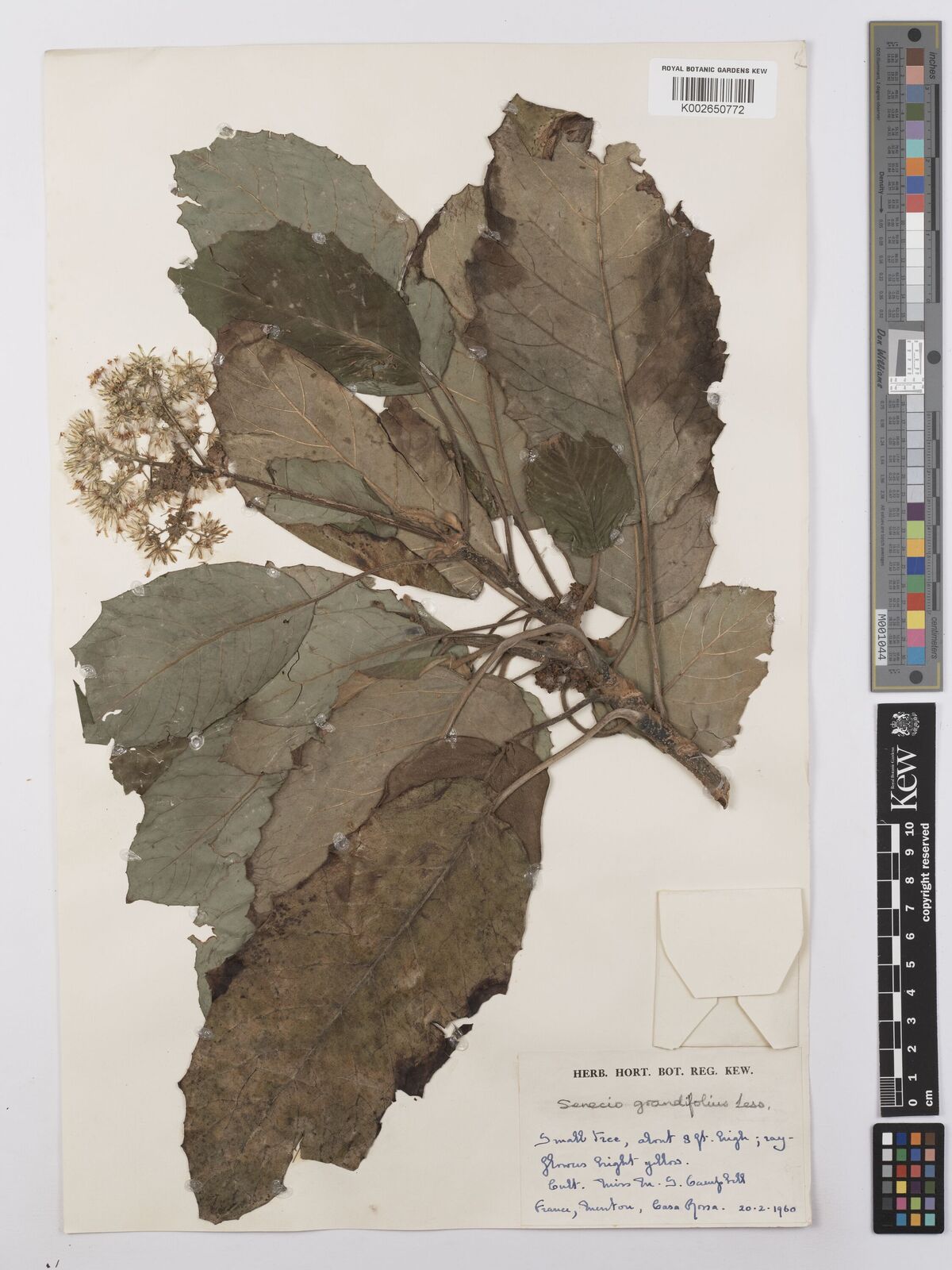 Telanthophora grandifolia (Less.) H.Rob. & Brettell | Plants of the ...