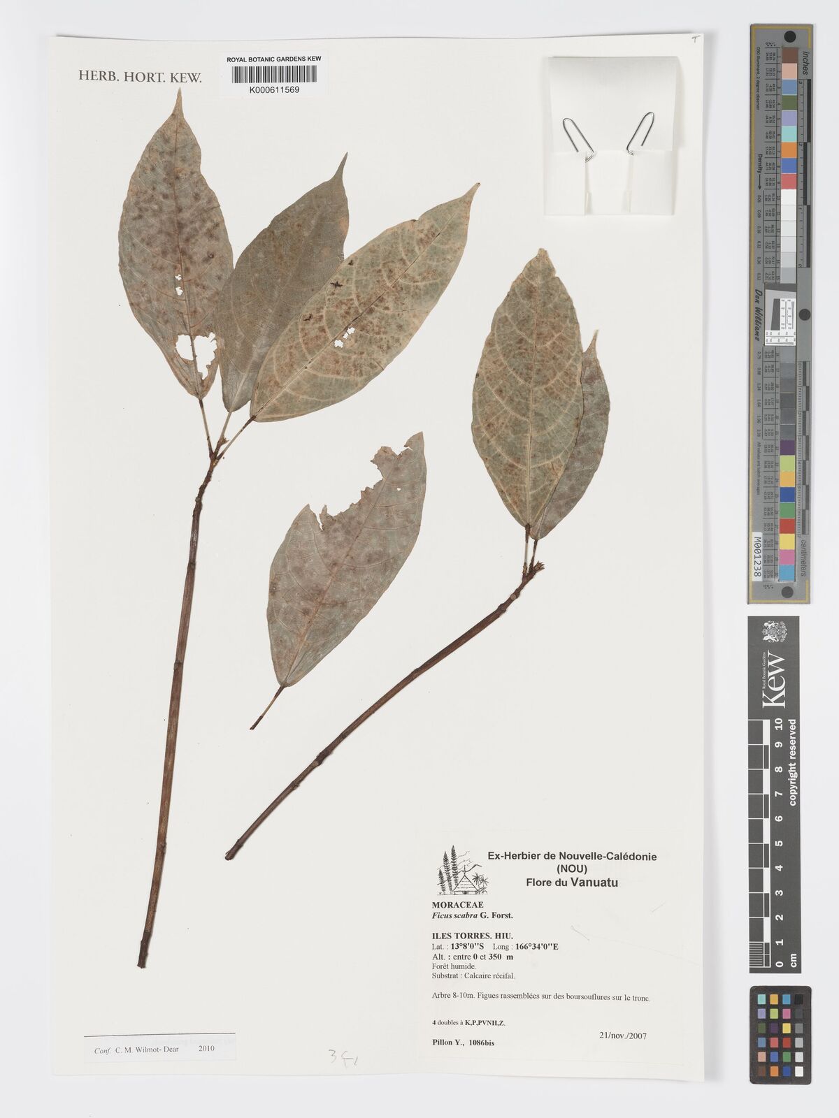 Ficus scabra G.Forst. | Plants of the World Online | Kew Science