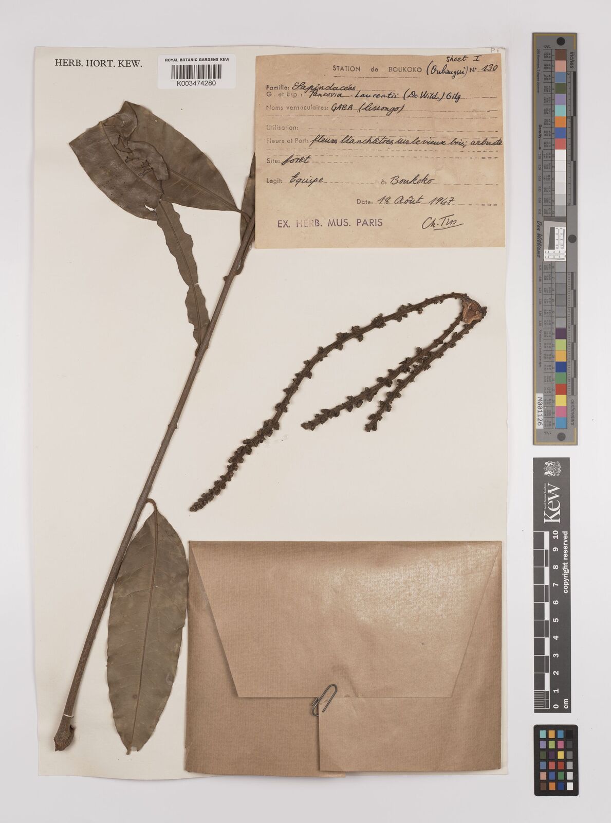 Pancovia Willd. | Plants of the World Online | Kew Science