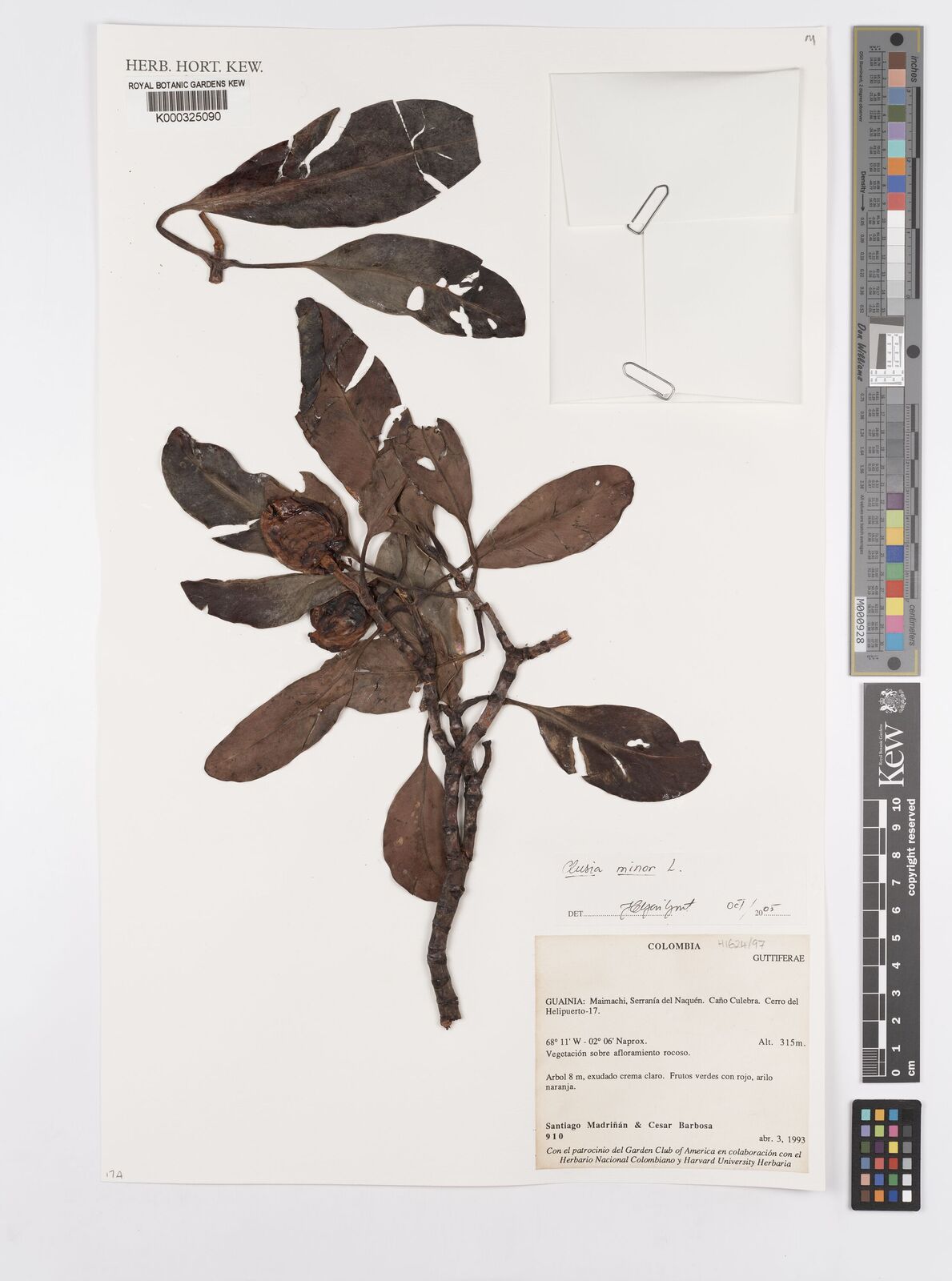 Clusia minor L. | Plants of the World Online | Kew Science